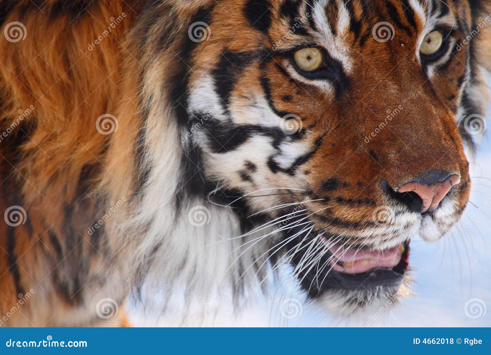 Tiger head stock photo. Image of winter, nature, wildlife - 4662018