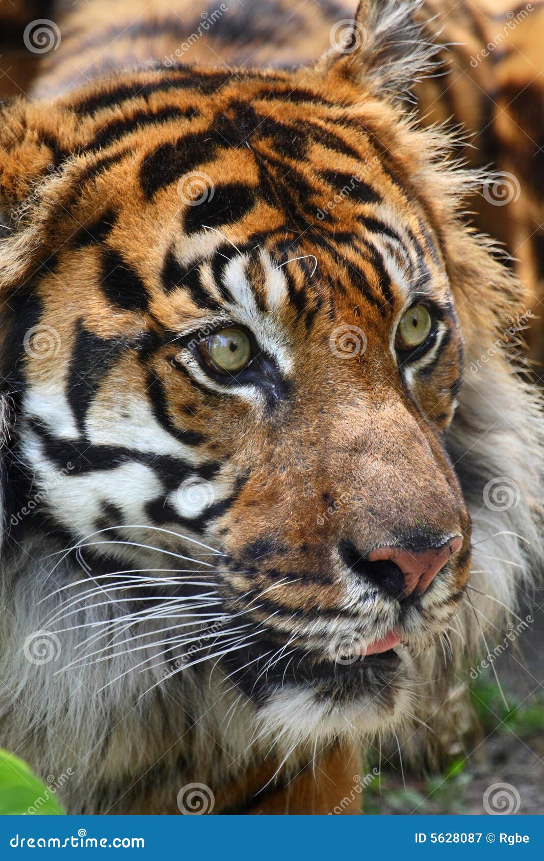 Tiger head stock image. Image of portrait, wild, head - 5628087