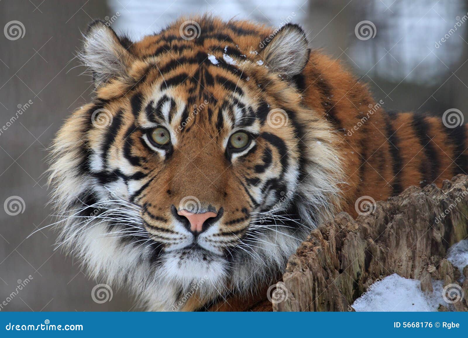 Tiger head stock photo. Image of animal, wild, portrait - 5668176