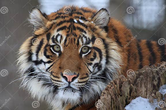 Tiger head stock photo. Image of animal, wild, portrait - 5668176