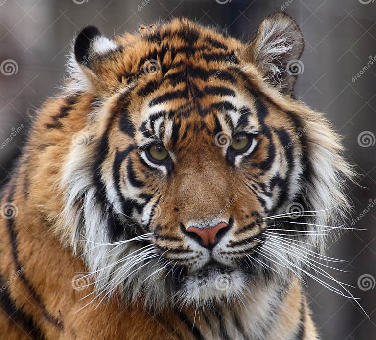 Tiger head stock photo. Image of portrait, close, hunting - 5888108