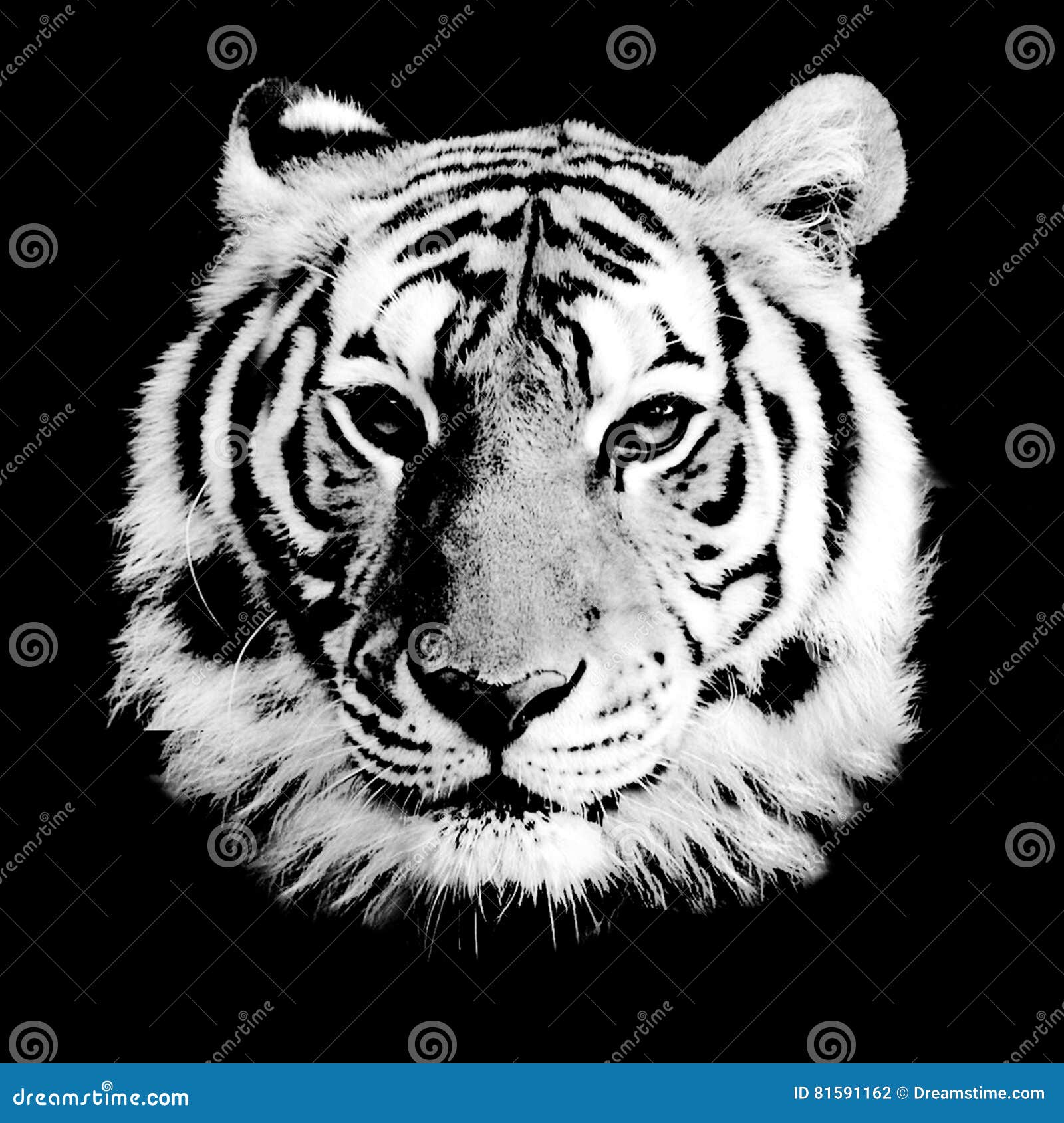 Tiger Head stock photo. Image of tigerhead, cute, black - 81591162