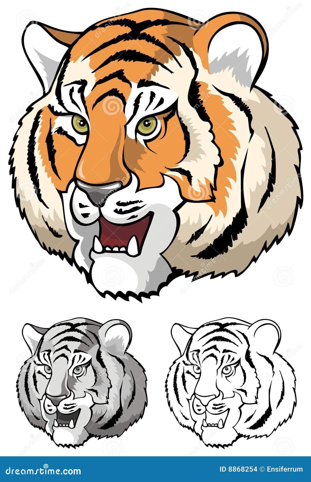 Tiger Growling Portrait, Has Opened An Embittered Mouth, Canines ...