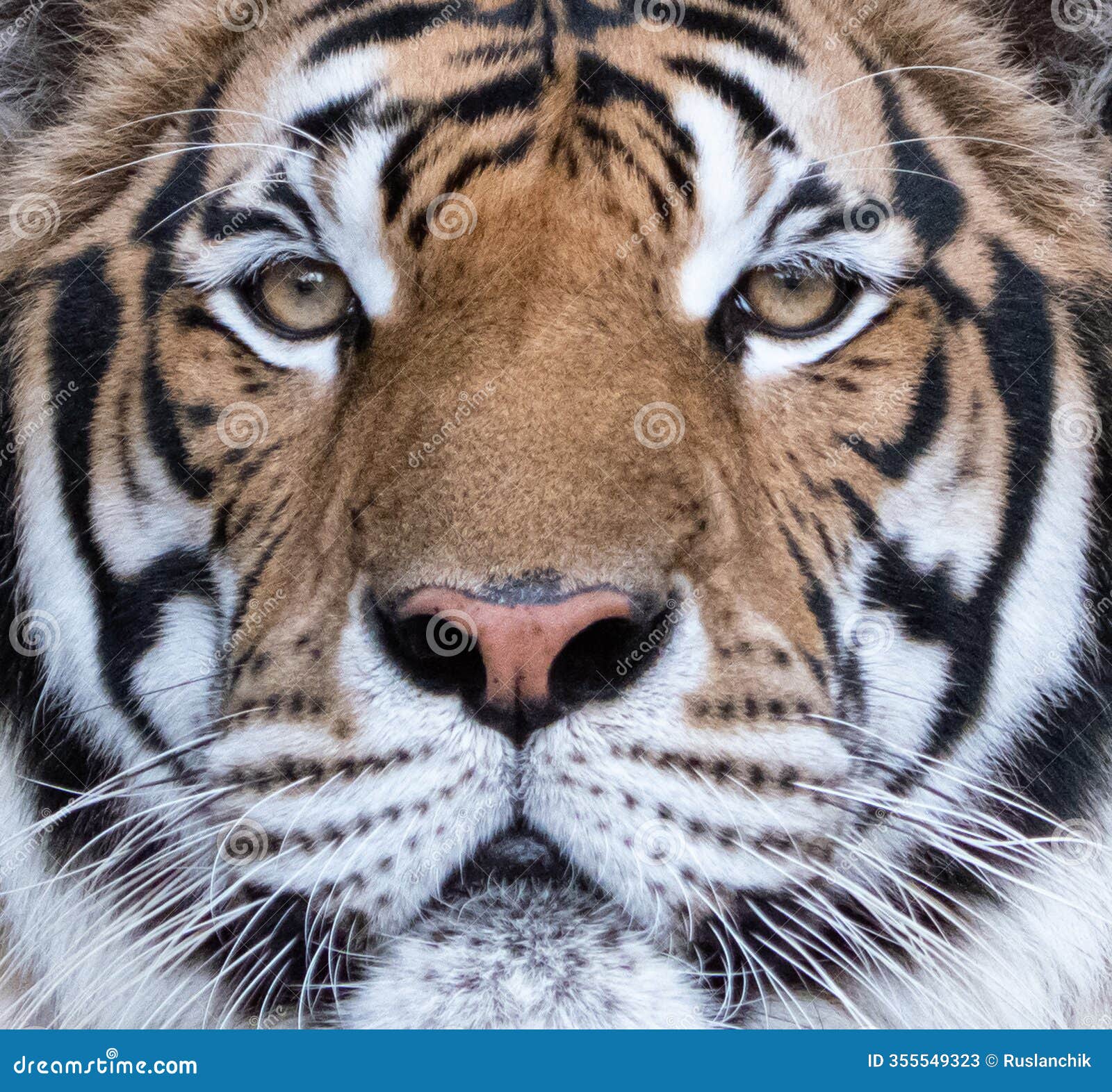 Tiger head stock image. Image of color, portrait, furious - 355549323