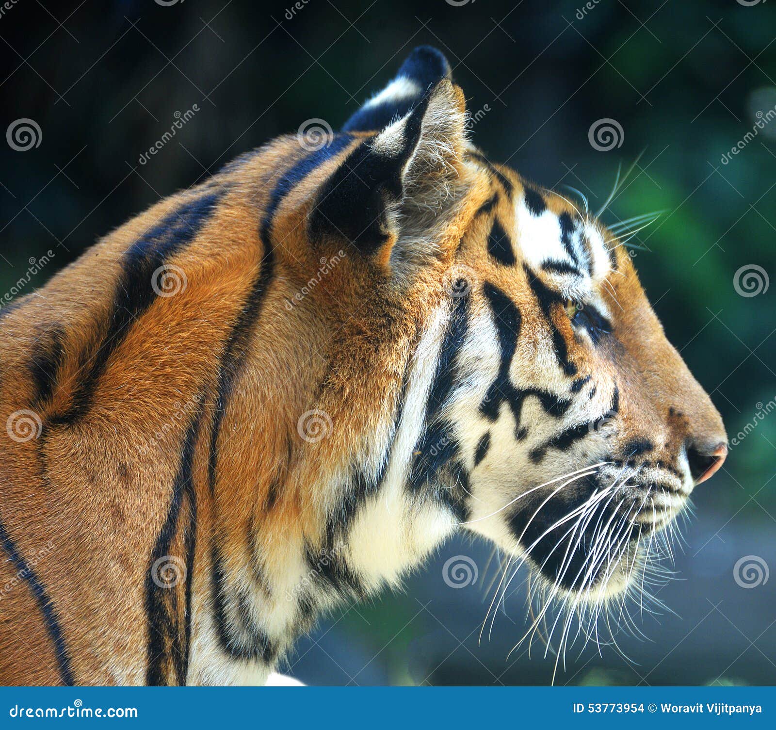 Tiger head stock photo. Image of beautiful, orange, environment - 53773954