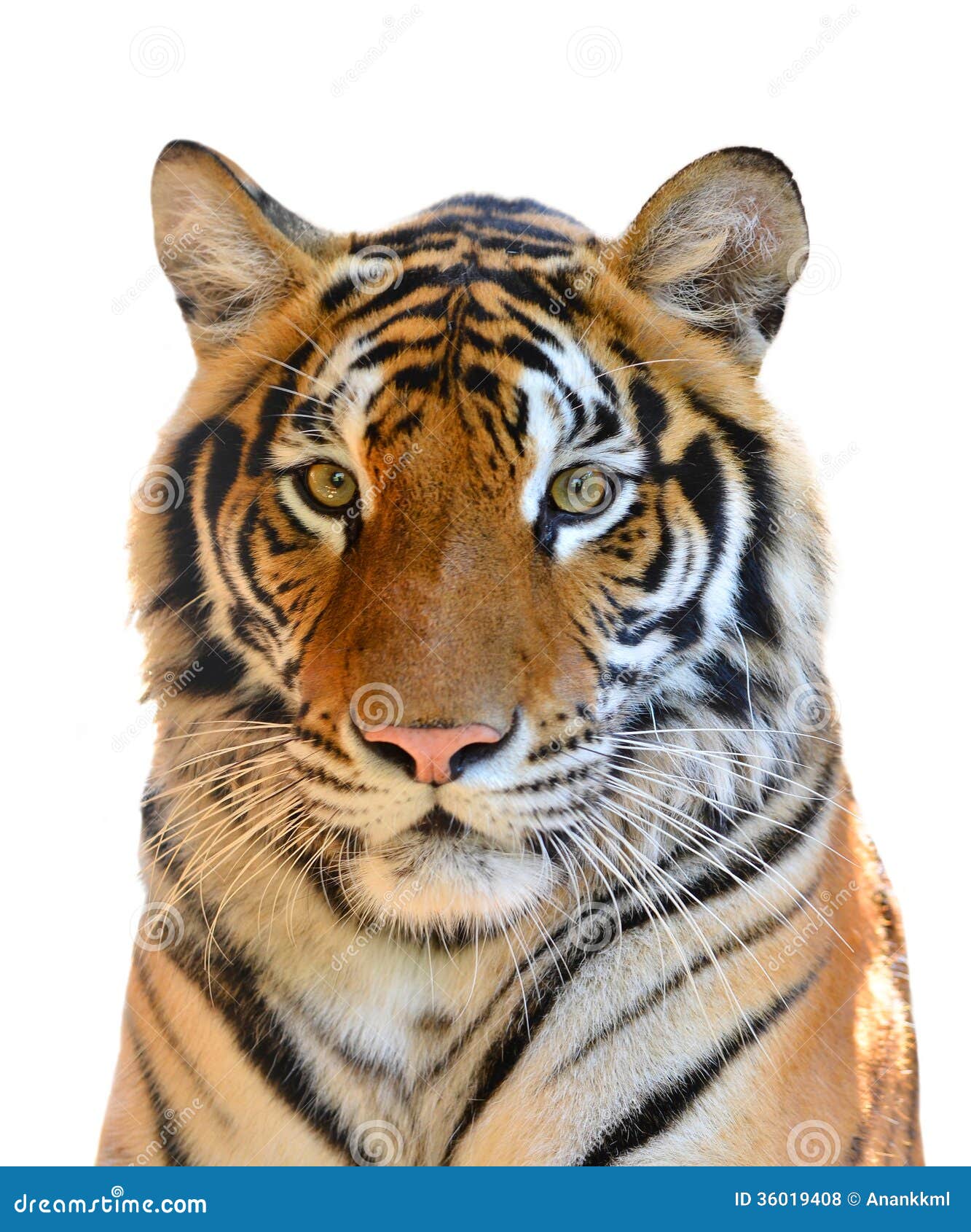 Tiger head isolated stock photo. Image of nature, endangered - 36019408