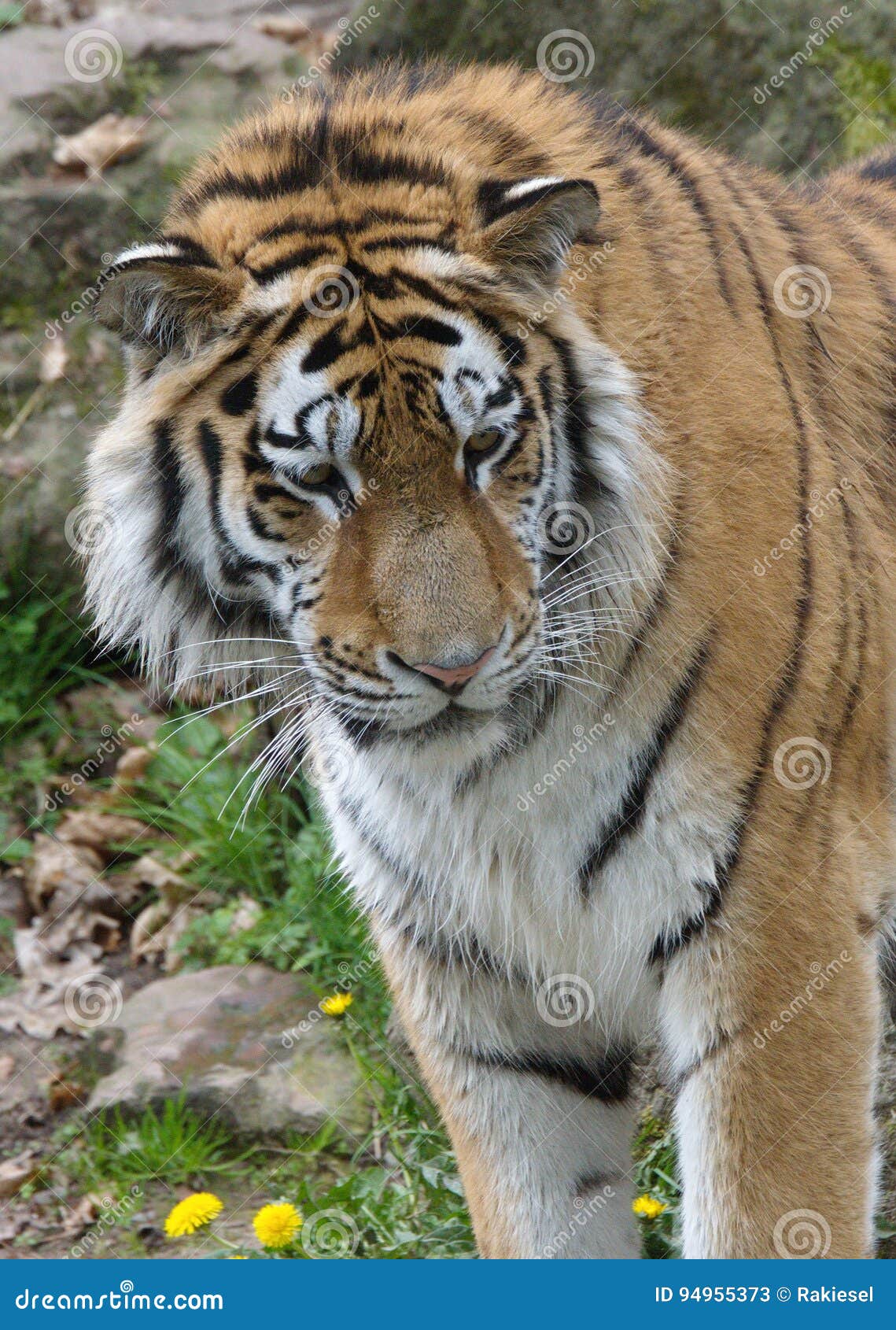 Tiger head looking left stock image. Image of head, watching - 94955373