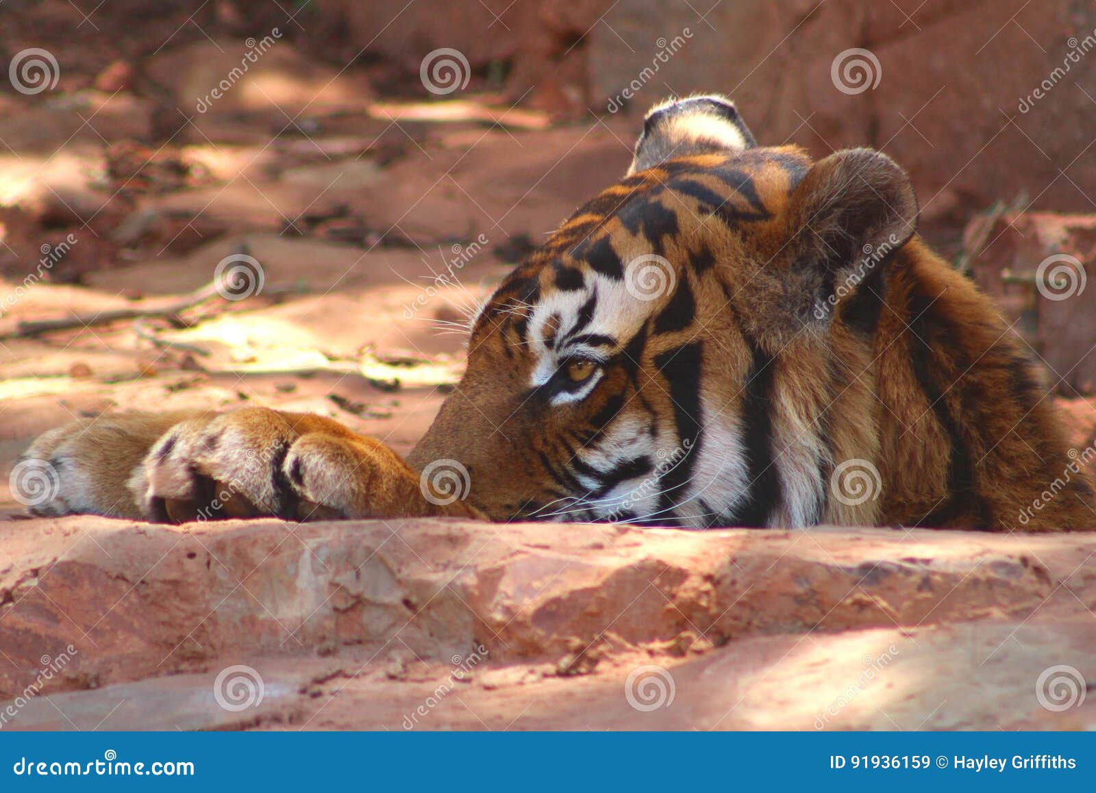 Tiger head, paws, profile stock image. Image of outside - 91936159