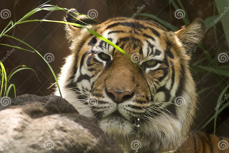 Tiger head shot stock photo. Image of wildlife, zoology - 162506
