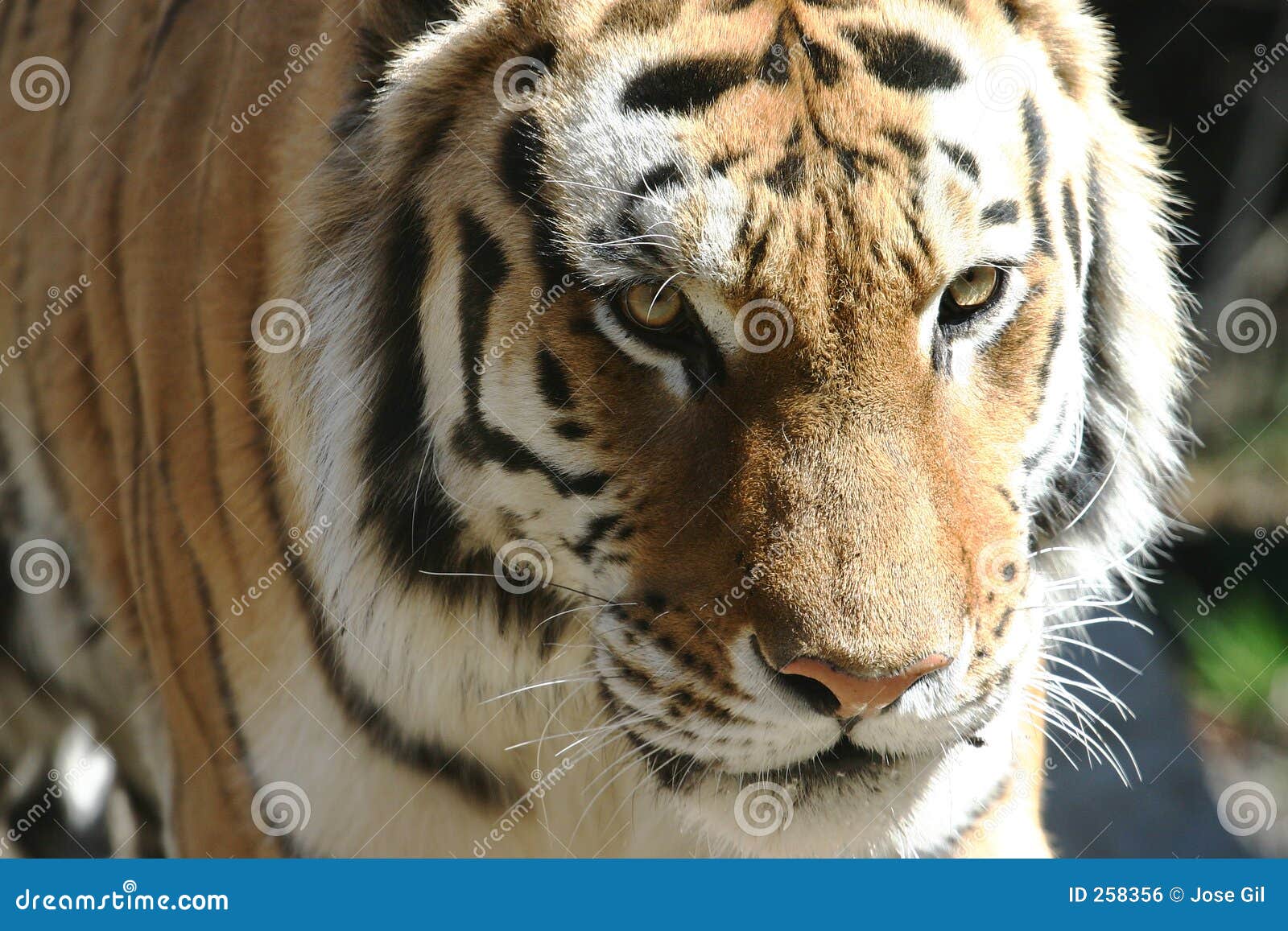 Tiger Head Shot stock photo. Image of tiger, tigger, ferocious - 258356