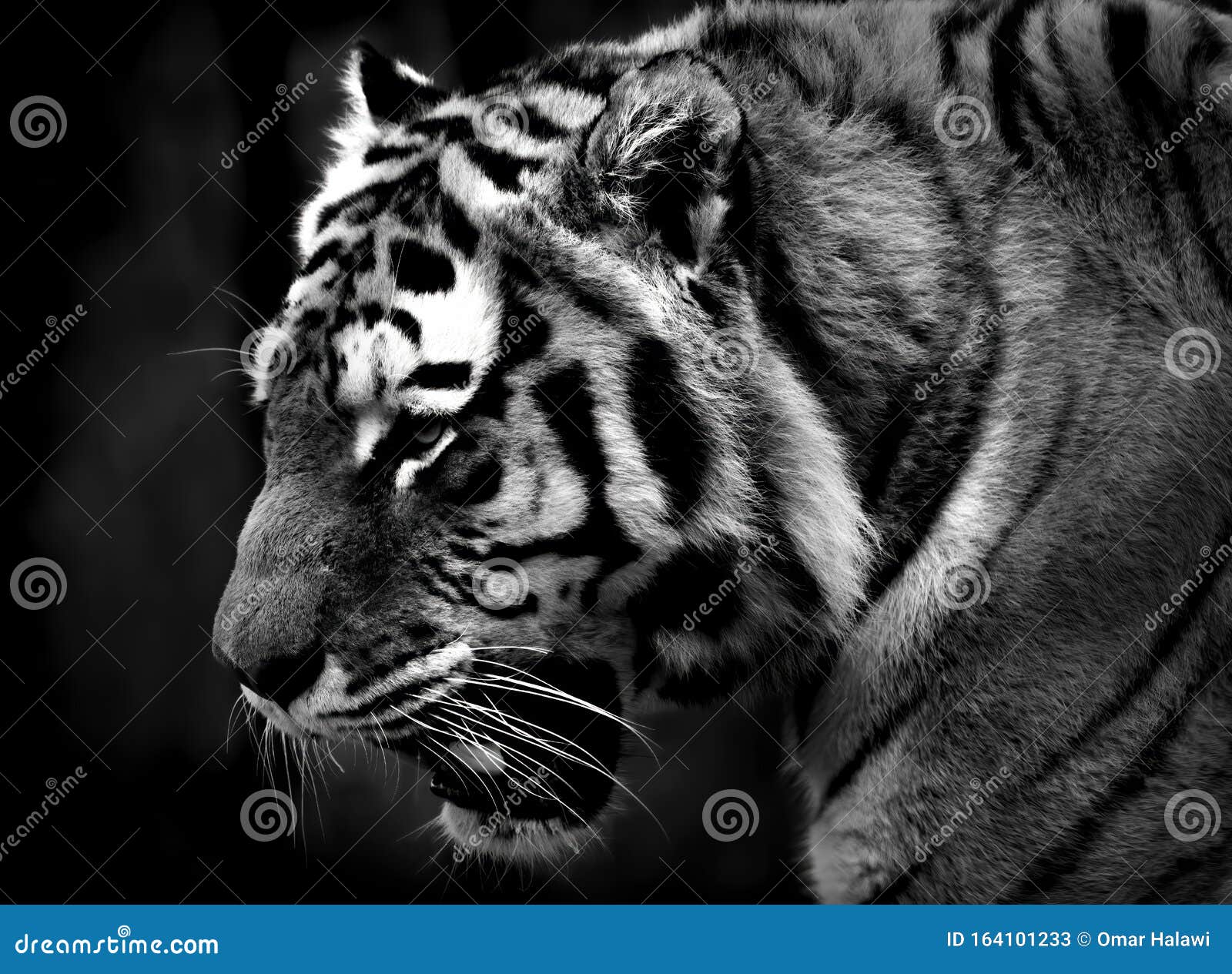 Tiger Head Side Stock Photos - Download 663 Royalty Free Photos
