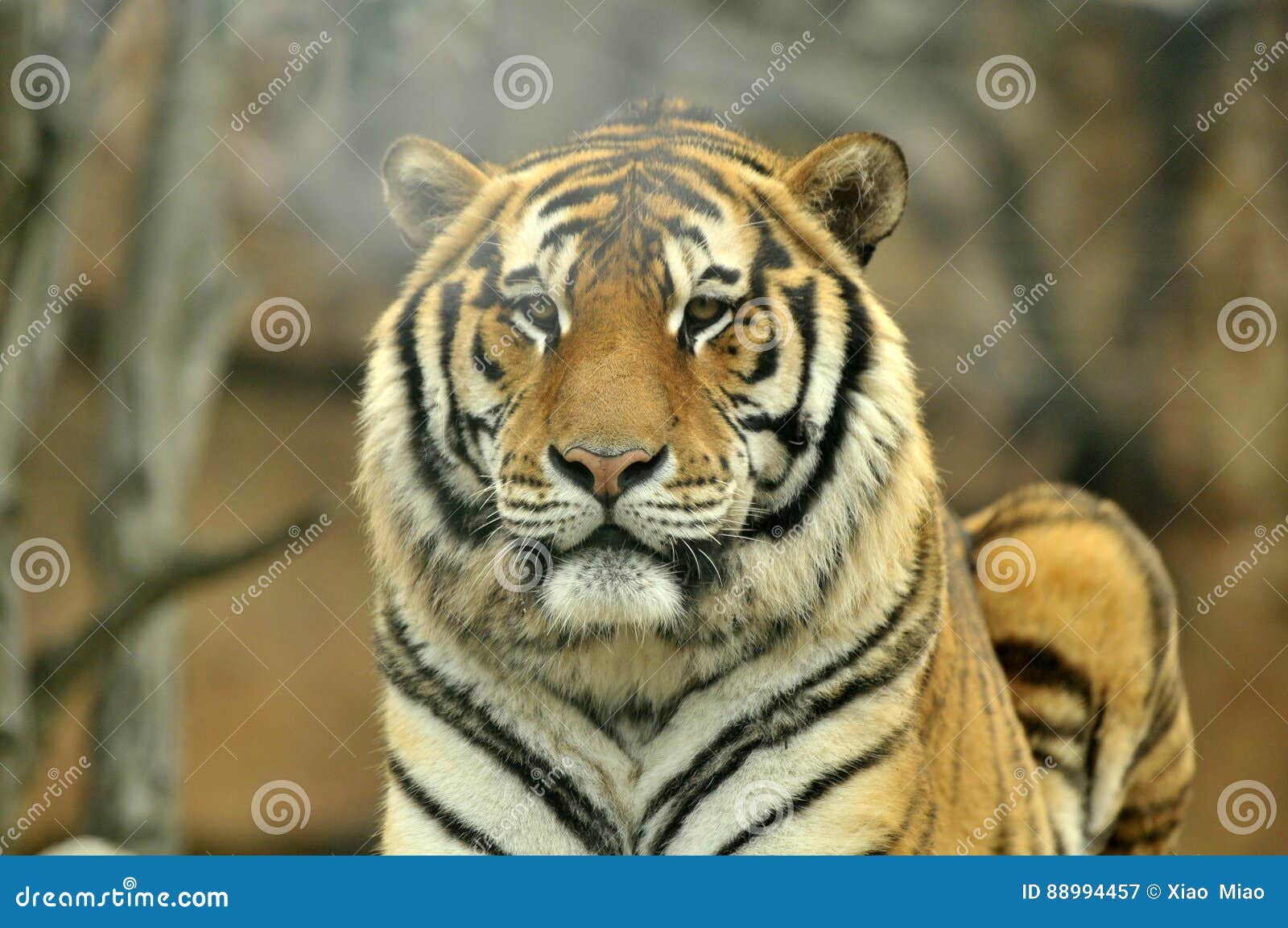 Tiger head stock image. Image of leader, deadly, expression - 88994457