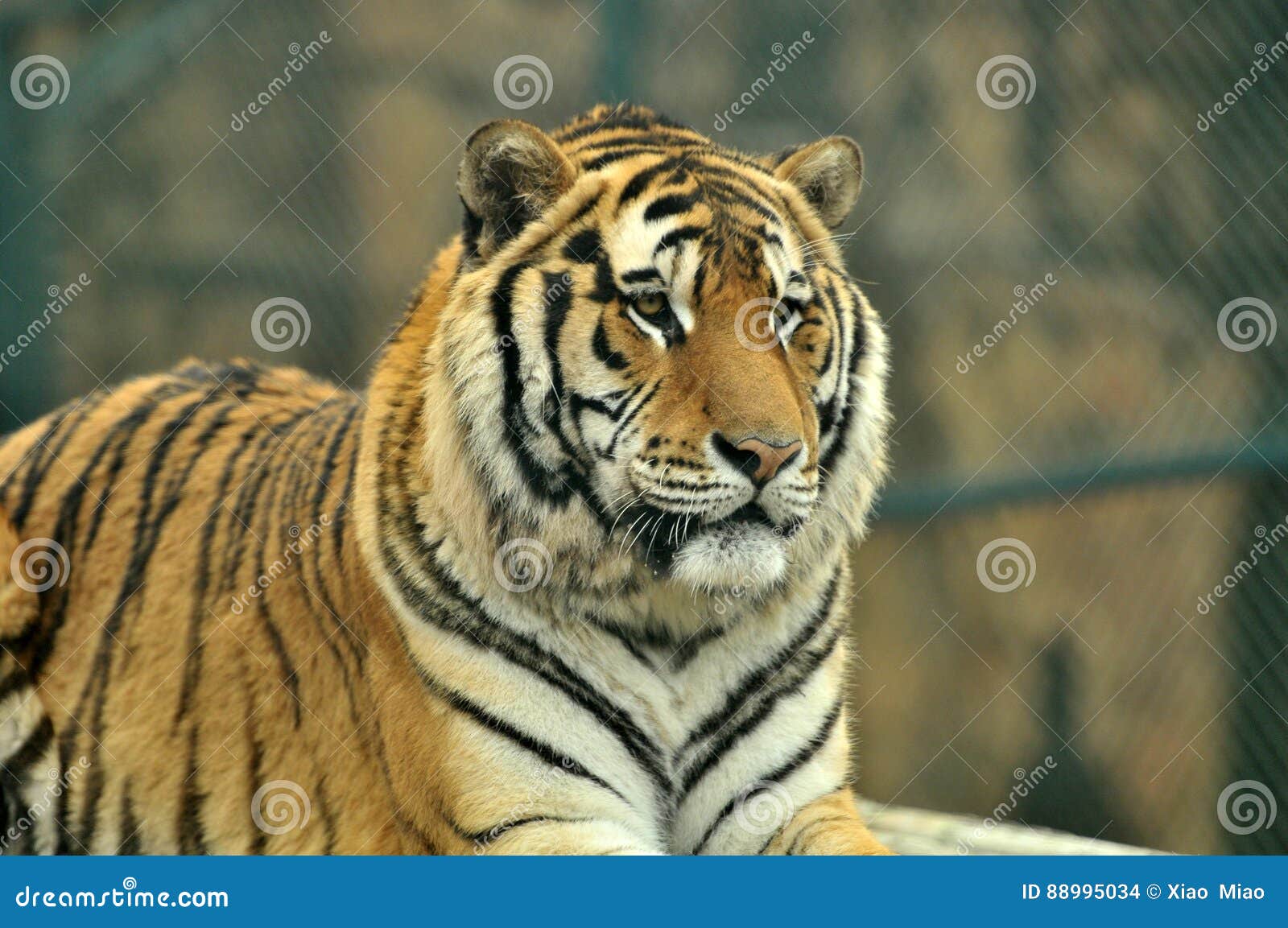 Tiger head stock photo. Image of high, carnivorous, deadly - 88995034