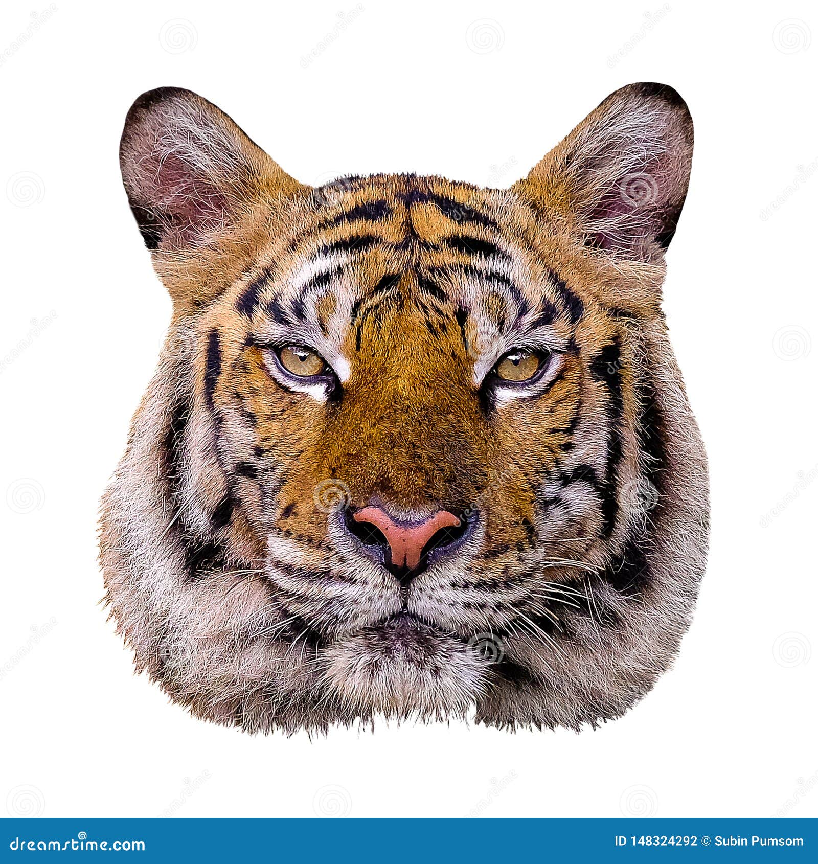 Tiger Head Shot Stock Photography | CartoonDealer.com #162506