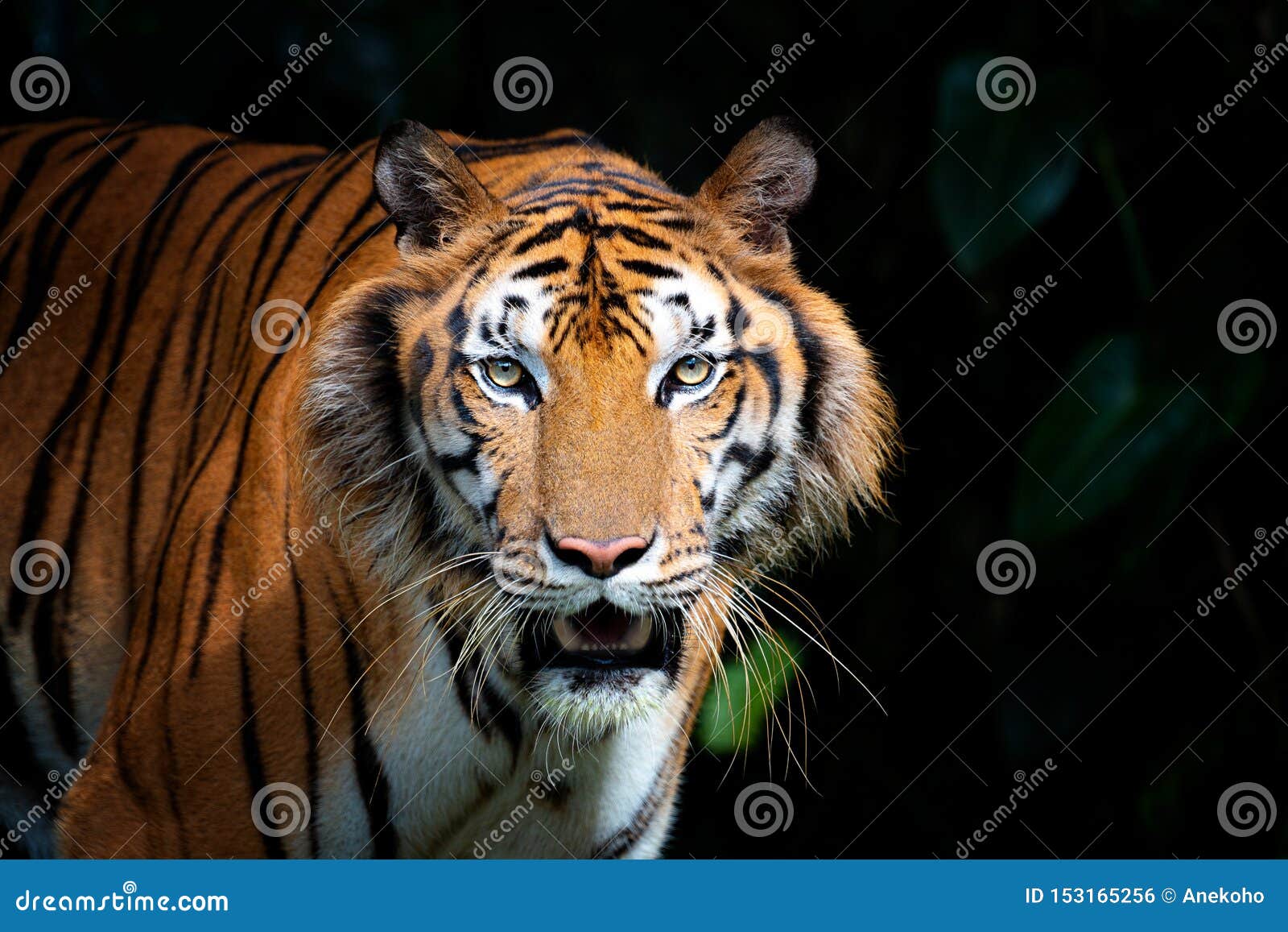 Tiger head stock photo. Image of face, roar, mammal - 153165256