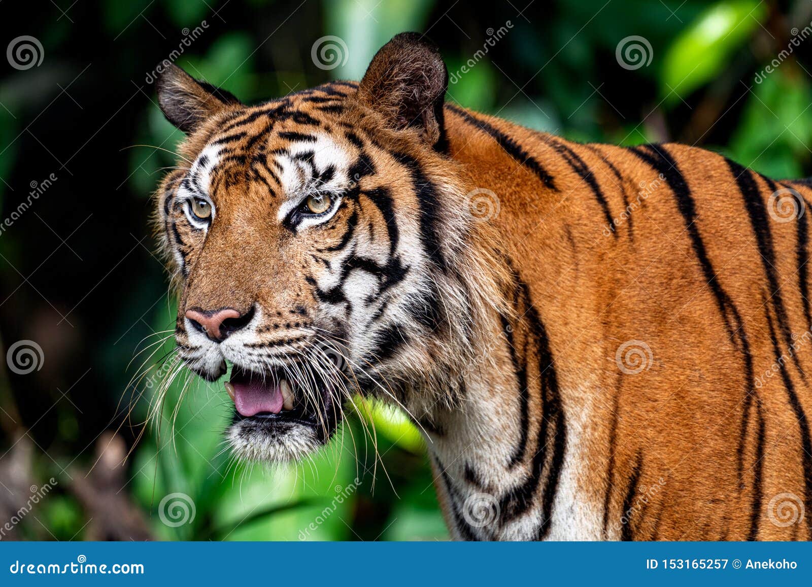 Tiger head stock image. Image of aggression, forest - 153165257