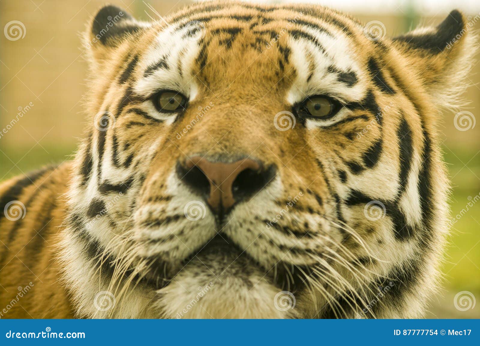 Tiger head stock photo. Image of danger, expression, hunt - 87777754