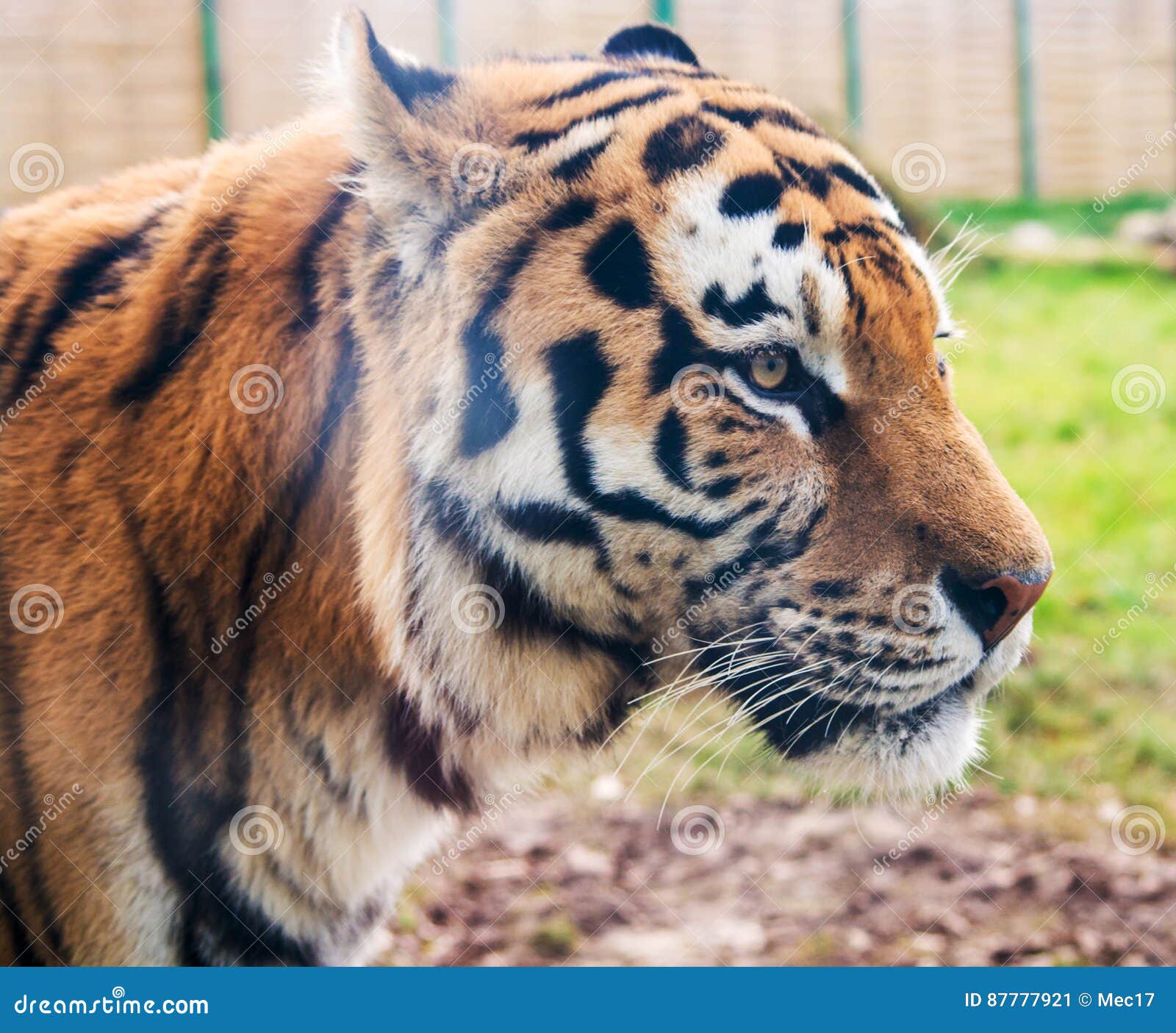 Tiger head stock image. Image of growl, animal, portrait - 87777921