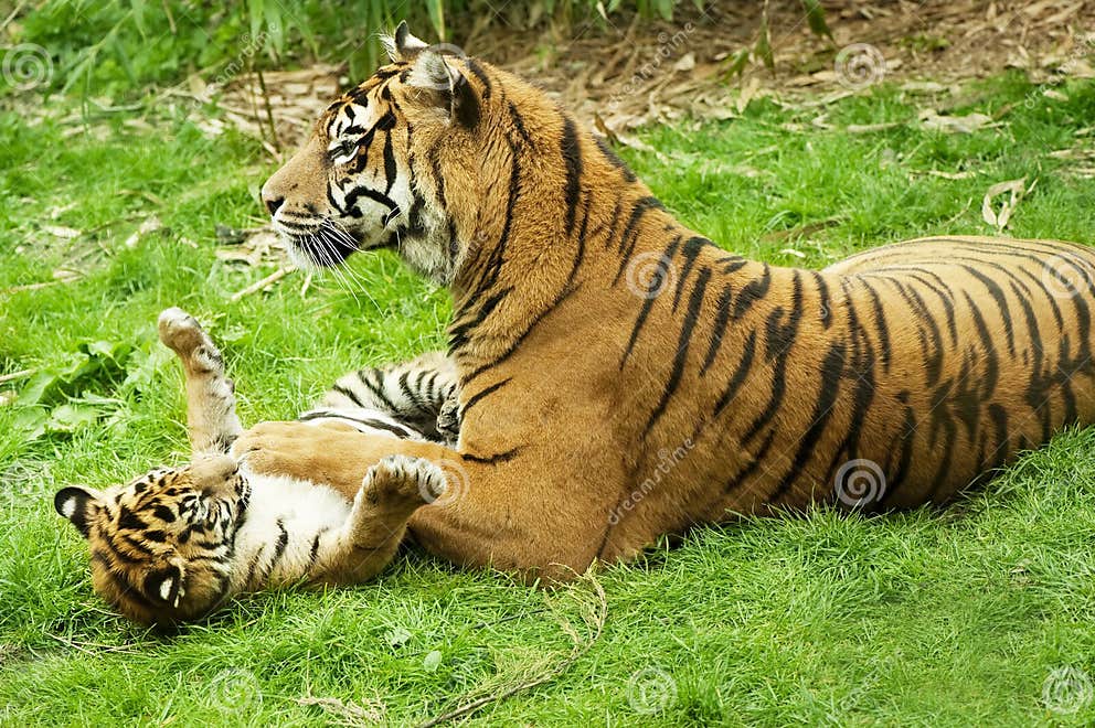 Tiger and her cub stock photo. Image of stripes, grass - 24301318
