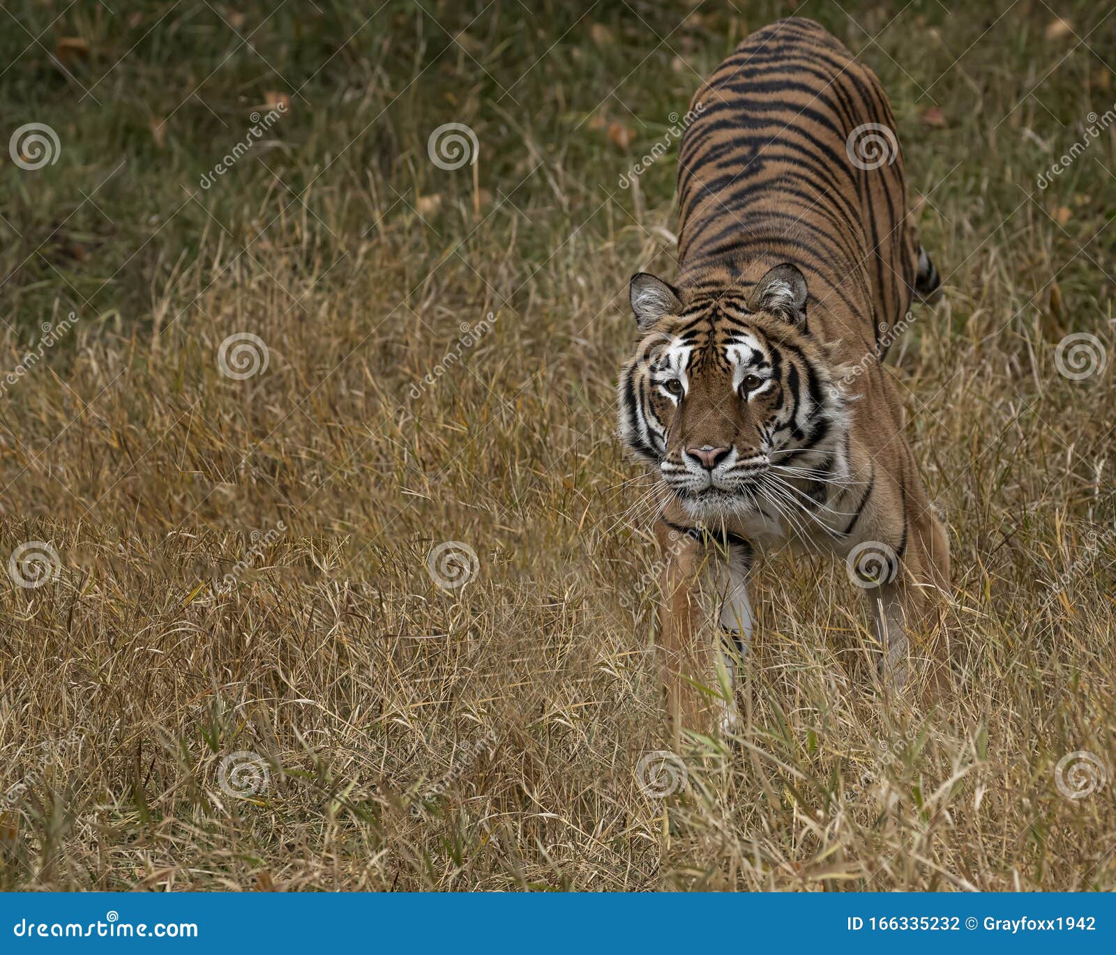 Tiger in Fall Colors in Montana USA Stock Photo - Image of graceful ...