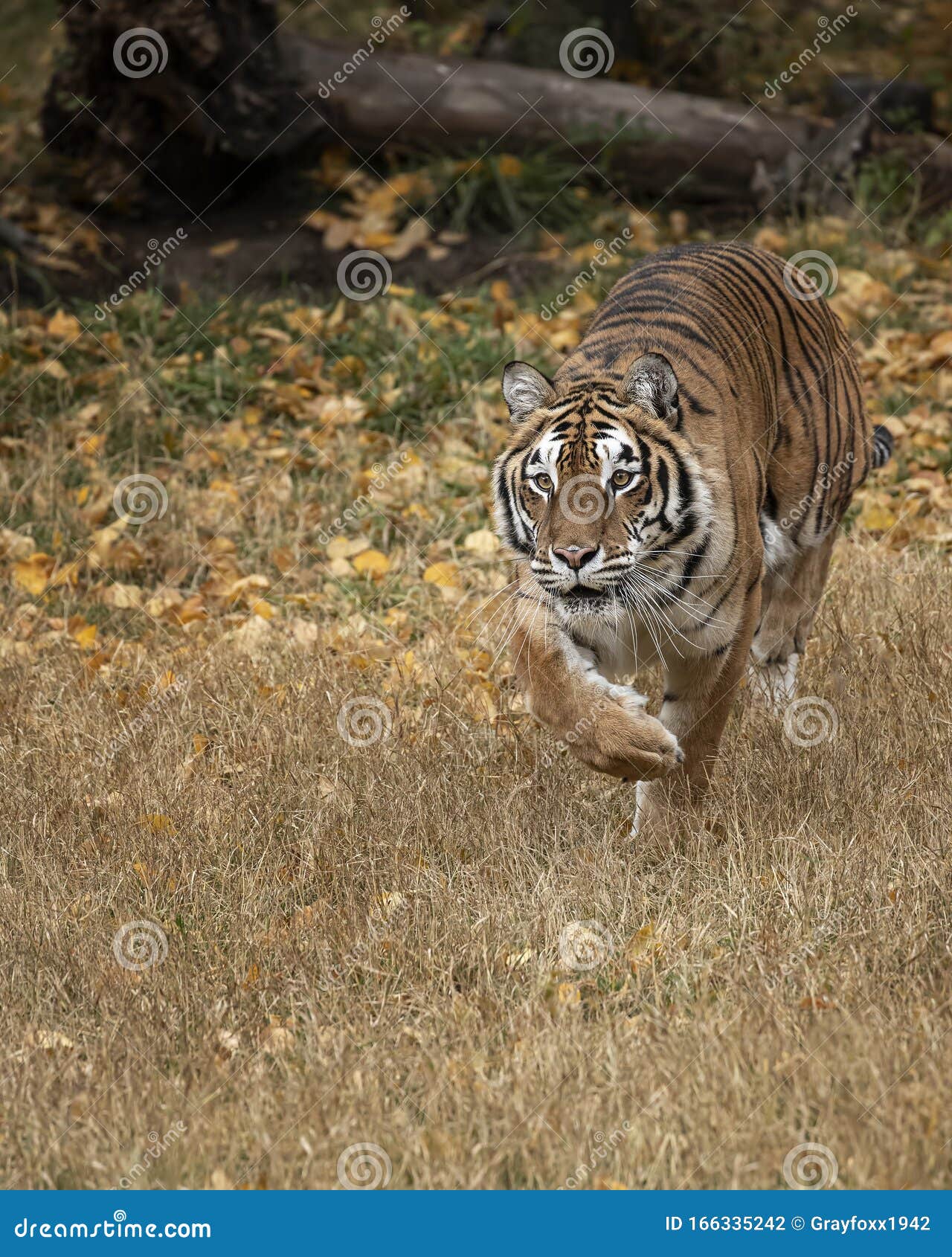Tiger in Fall Colors in Montana USA Stock Photo - Image of patient ...