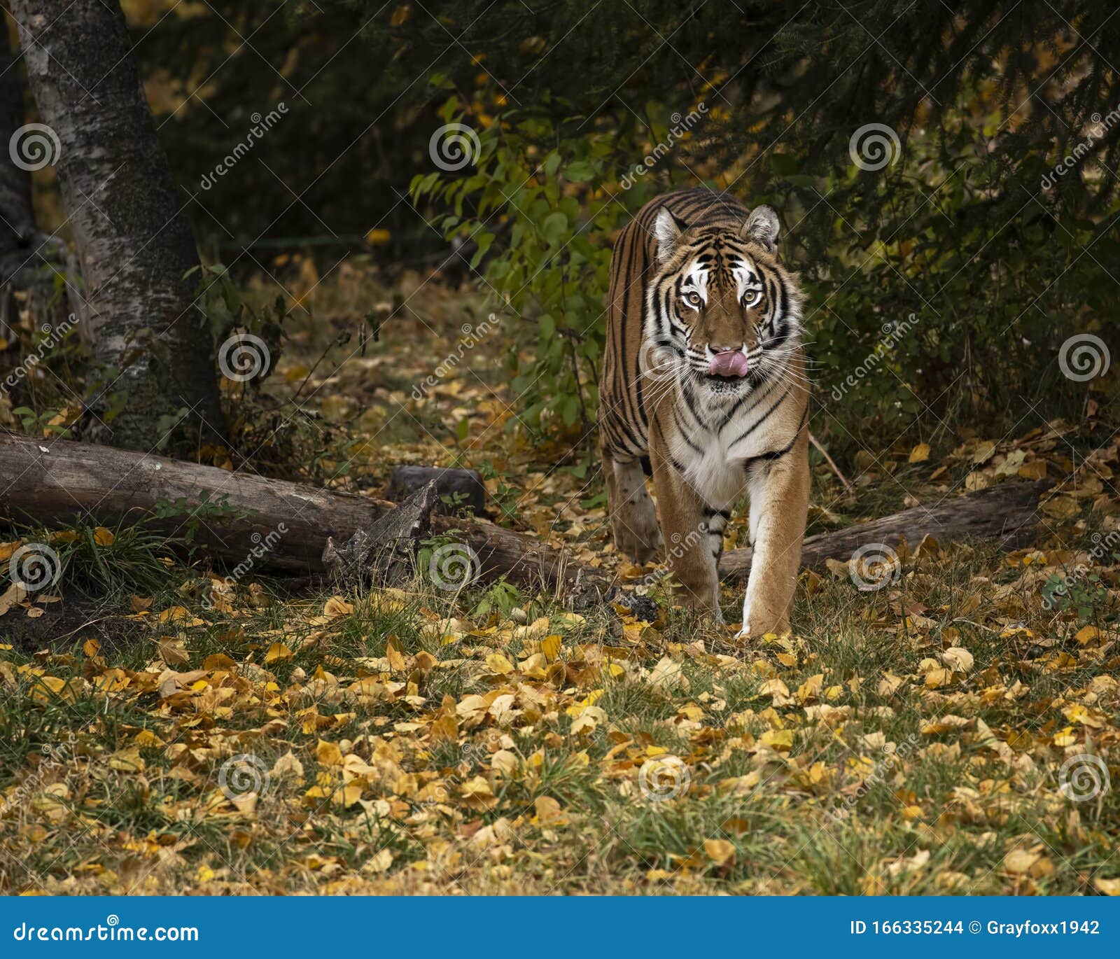 Tiger in Fall Colors in Montana USA Stock Photo - Image of foliage ...