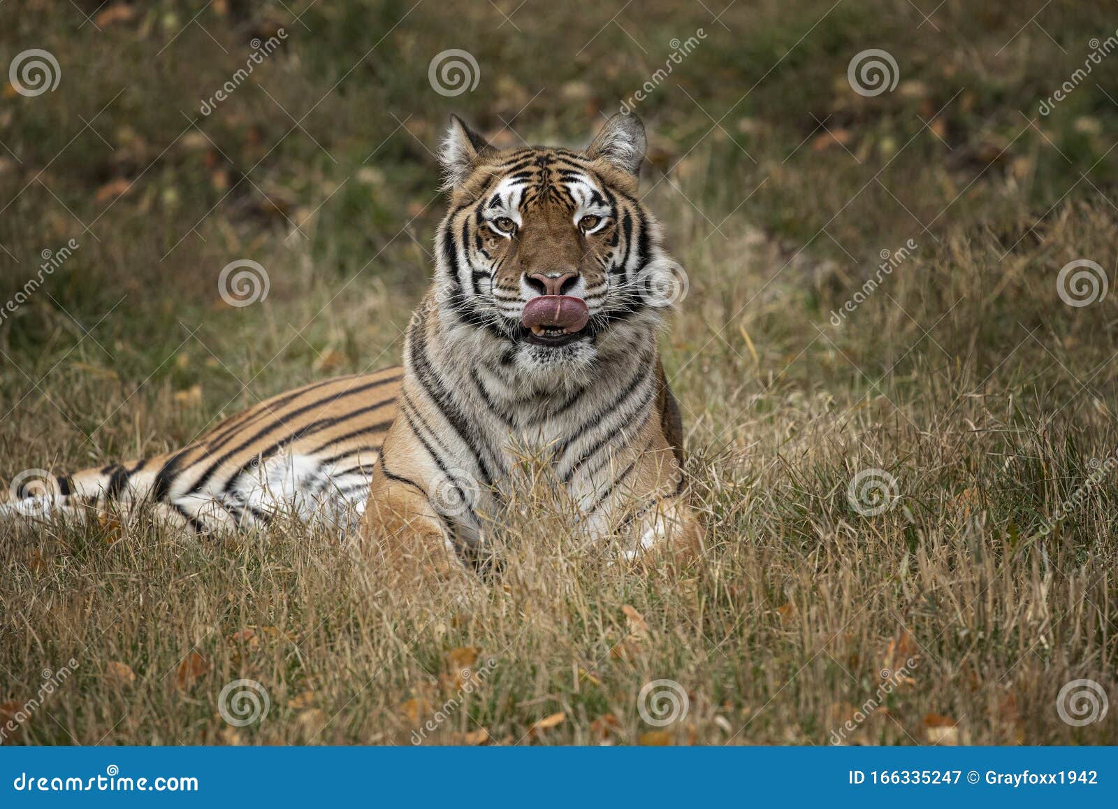 Tiger in Fall Colors in Montana USA Stock Image - Image of hunts ...