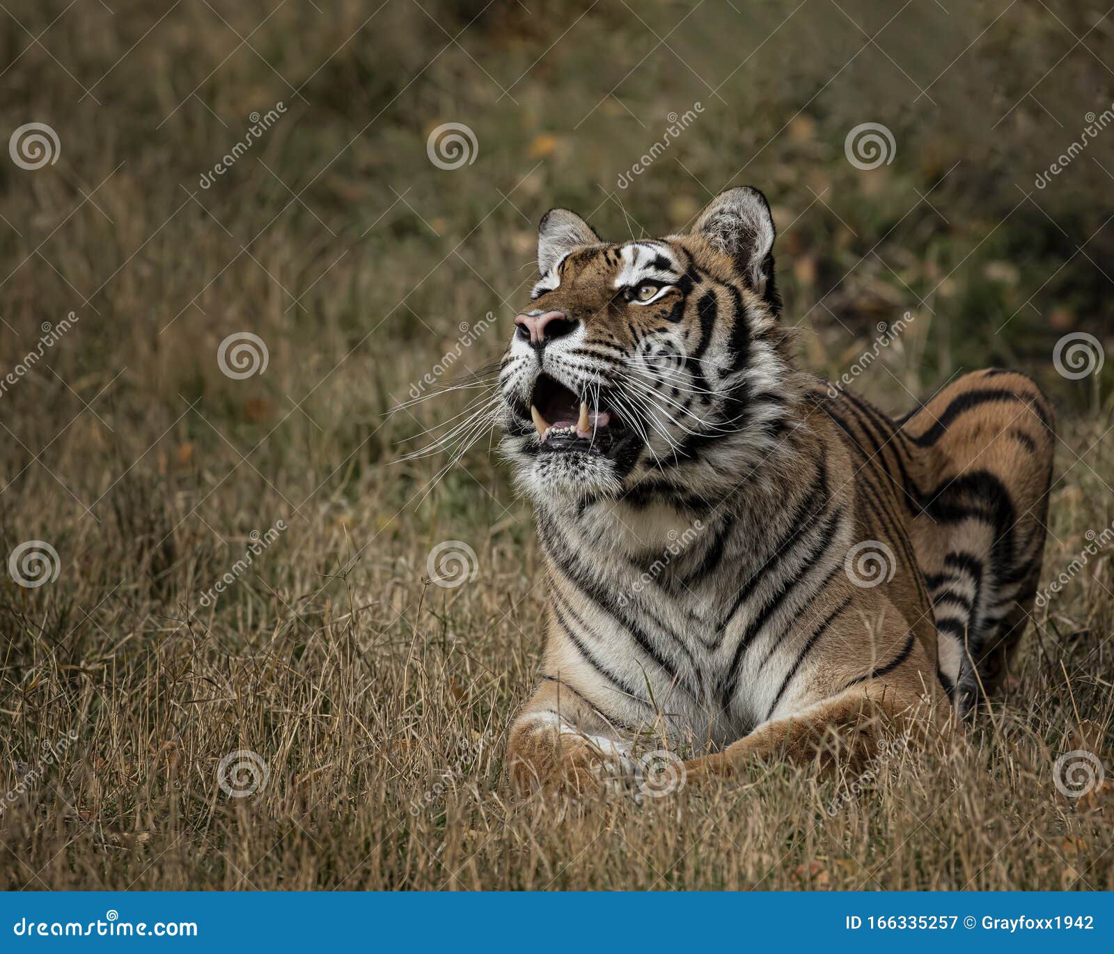 Tiger in Fall Colors in Montana USA Stock Image - Image of predator ...