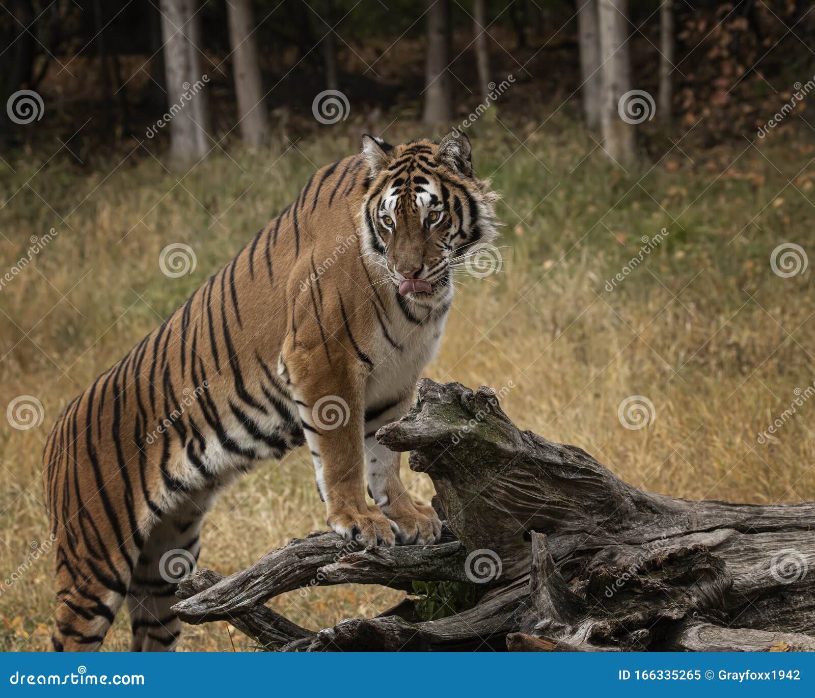 Tiger in Fall Colors in Montana USA Stock Image - Image of climber ...