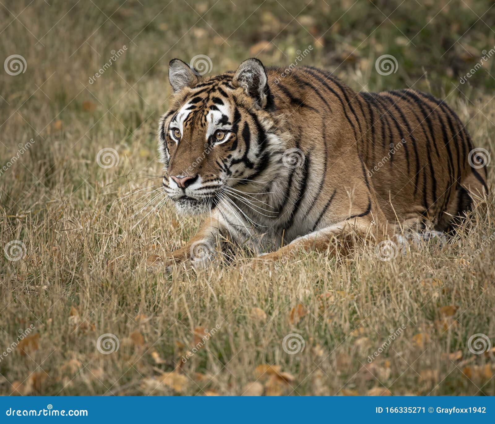 Tiger in Fall Colors in Montana USA Stock Image - Image of cubs, smart ...