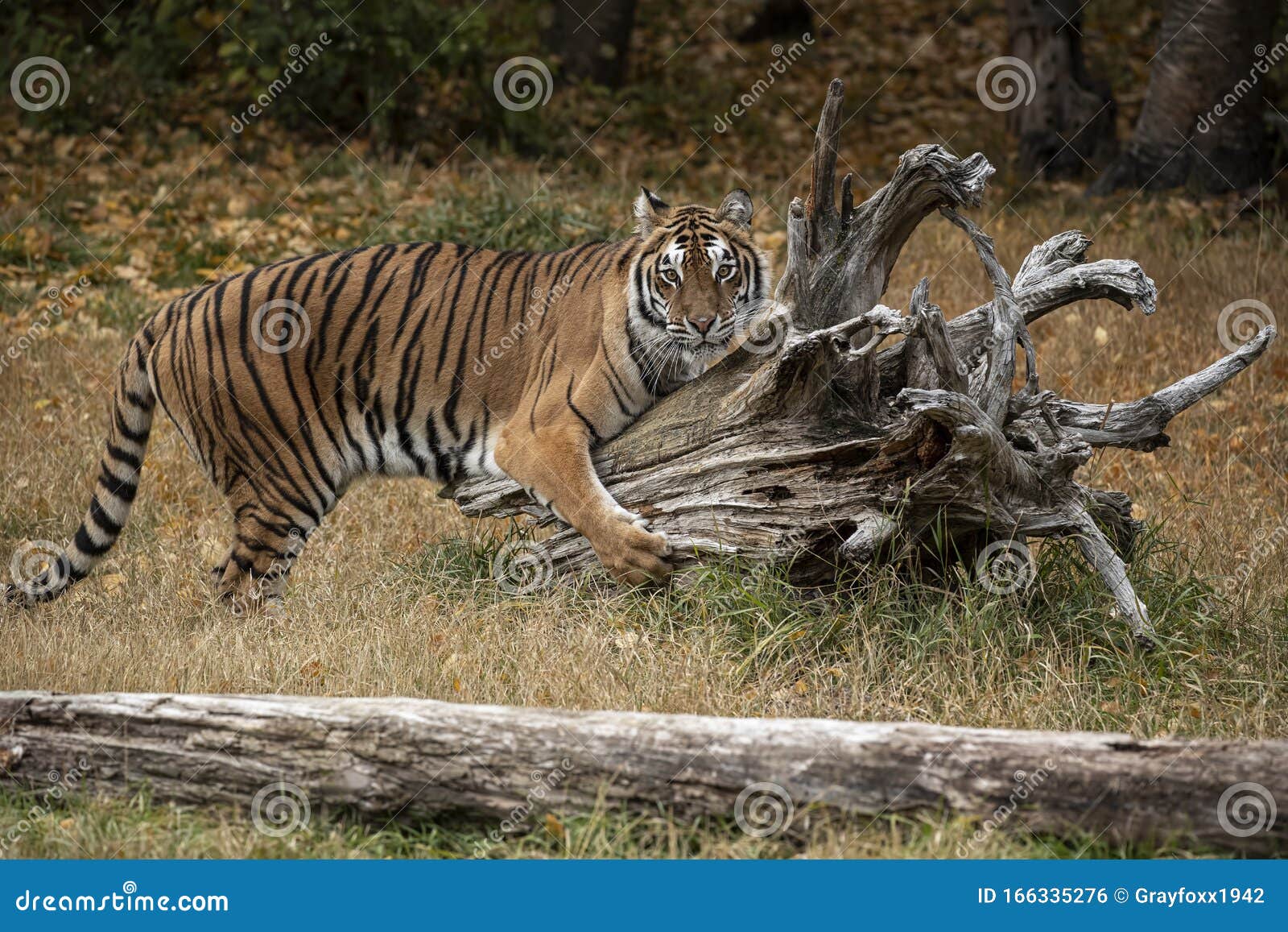 Tiger in Fall Colors in Montana USA Stock Photo - Image of graceful ...
