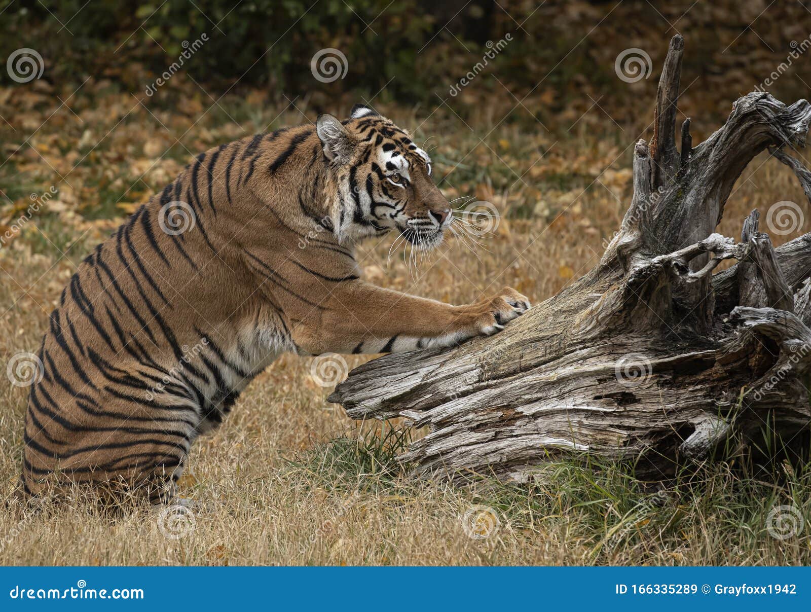 Tiger in Fall Colors in Montana USA Stock Image - Image of adult ...