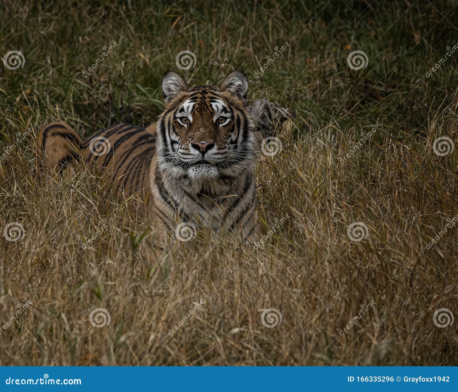 Tiger in Fall Colors in Montana USA Stock Photo - Image of hunter ...