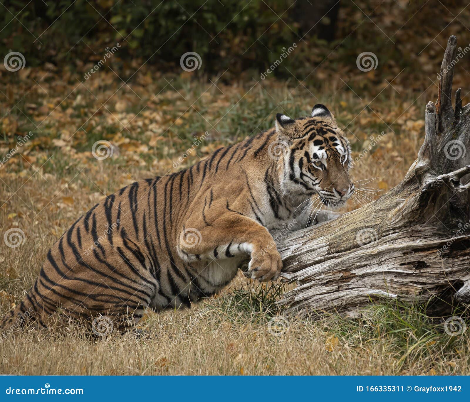 Tiger in Fall Colors in Montana USA Stock Image - Image of smart ...