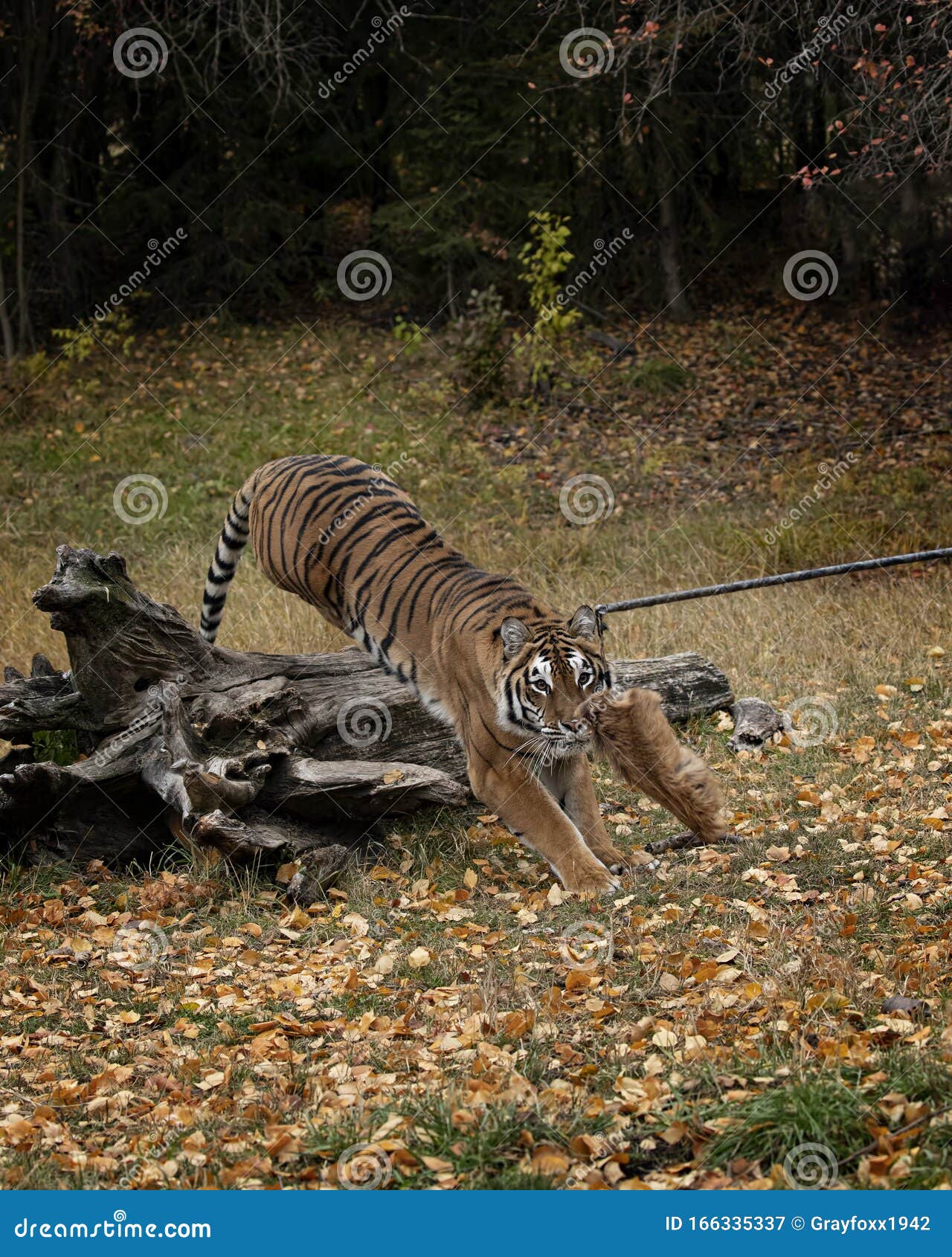 Tiger in Fall Colors in Montana USA Stock Image - Image of kittens ...