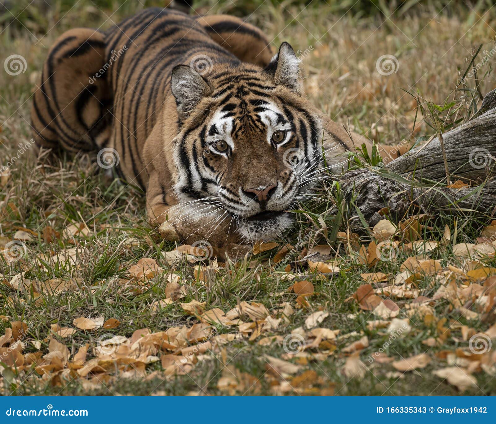 Tiger in Fall Colors in Montana USA Stock Image - Image of climber ...
