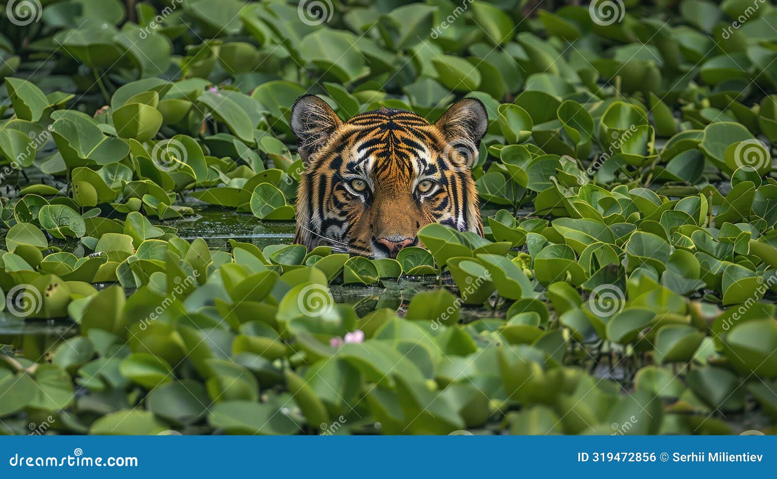 Tiger Hiding in the Pond in Shrubs. Wild Predator in Nature Stock Photo ...