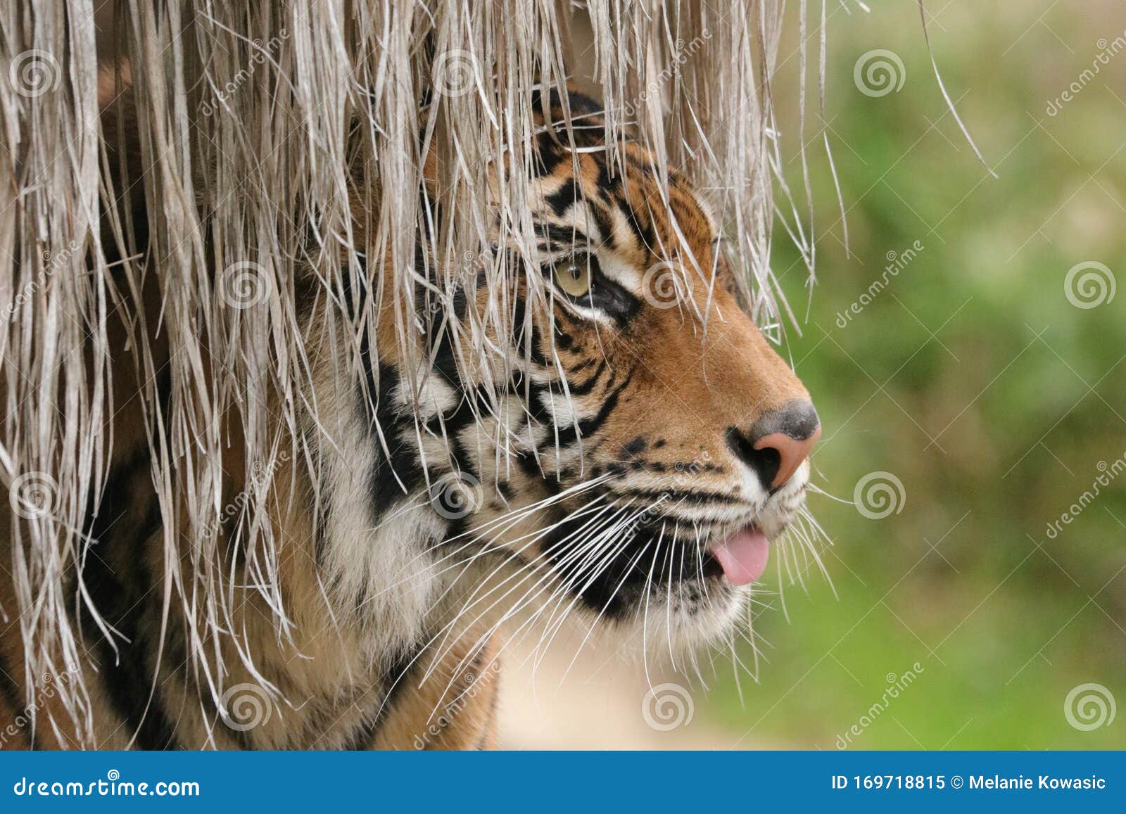 Hidden Tiger stock image. Image of jungle, palm, fancy - 169718815
