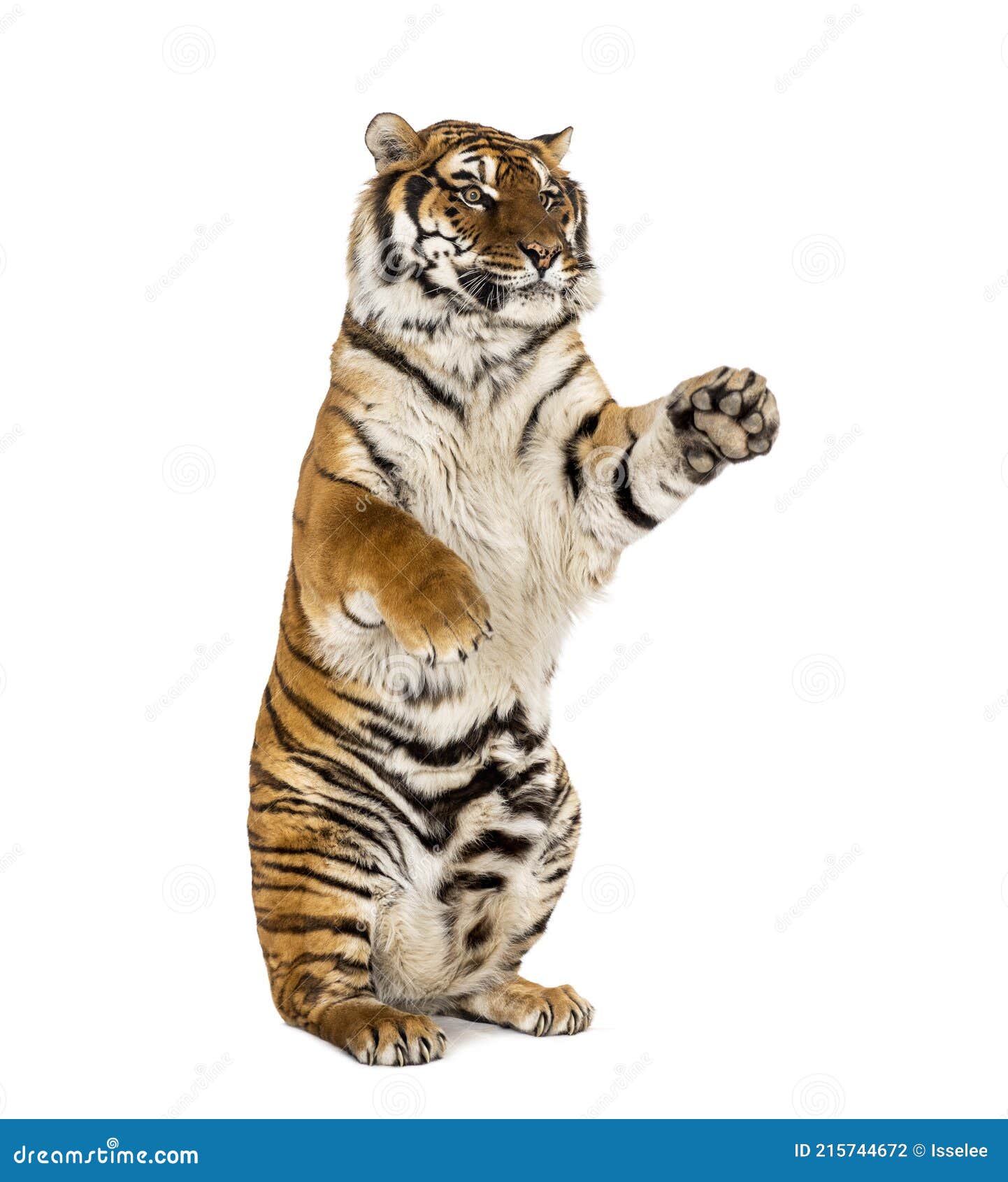 Adult Tiger isolated stock photo. Image of wildlife - 215744672