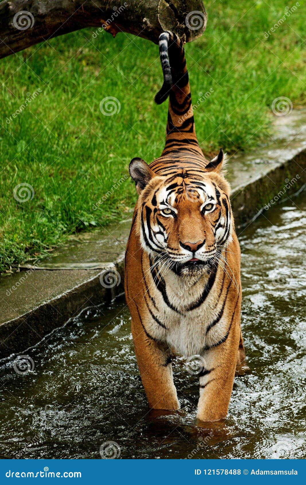 Tiger and his tail stock photo. Image of zahrada, zoologickaiexcl ...