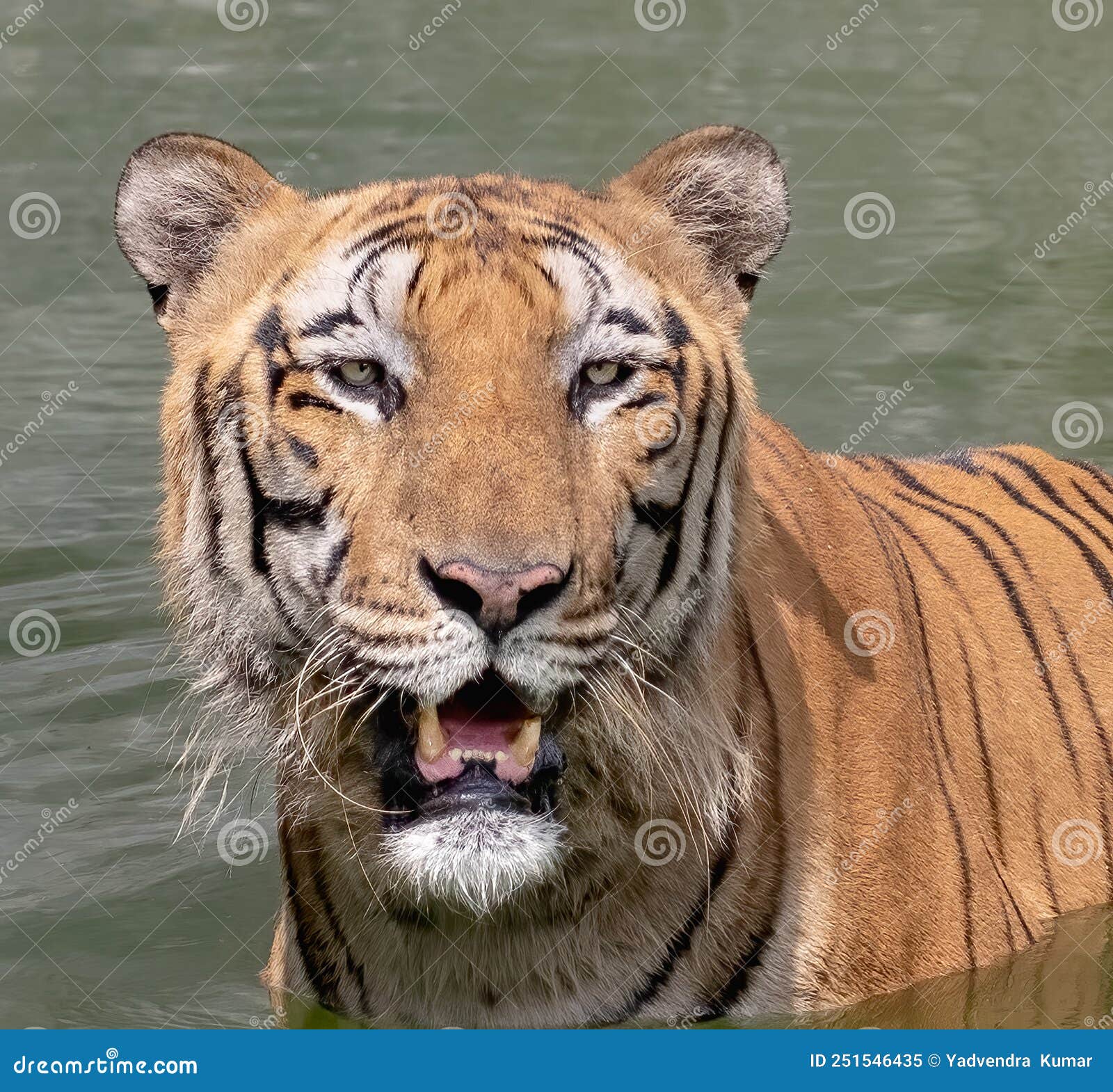 A Tiger on a Hot Summer Day Stock Image - Image of uncover, stare ...
