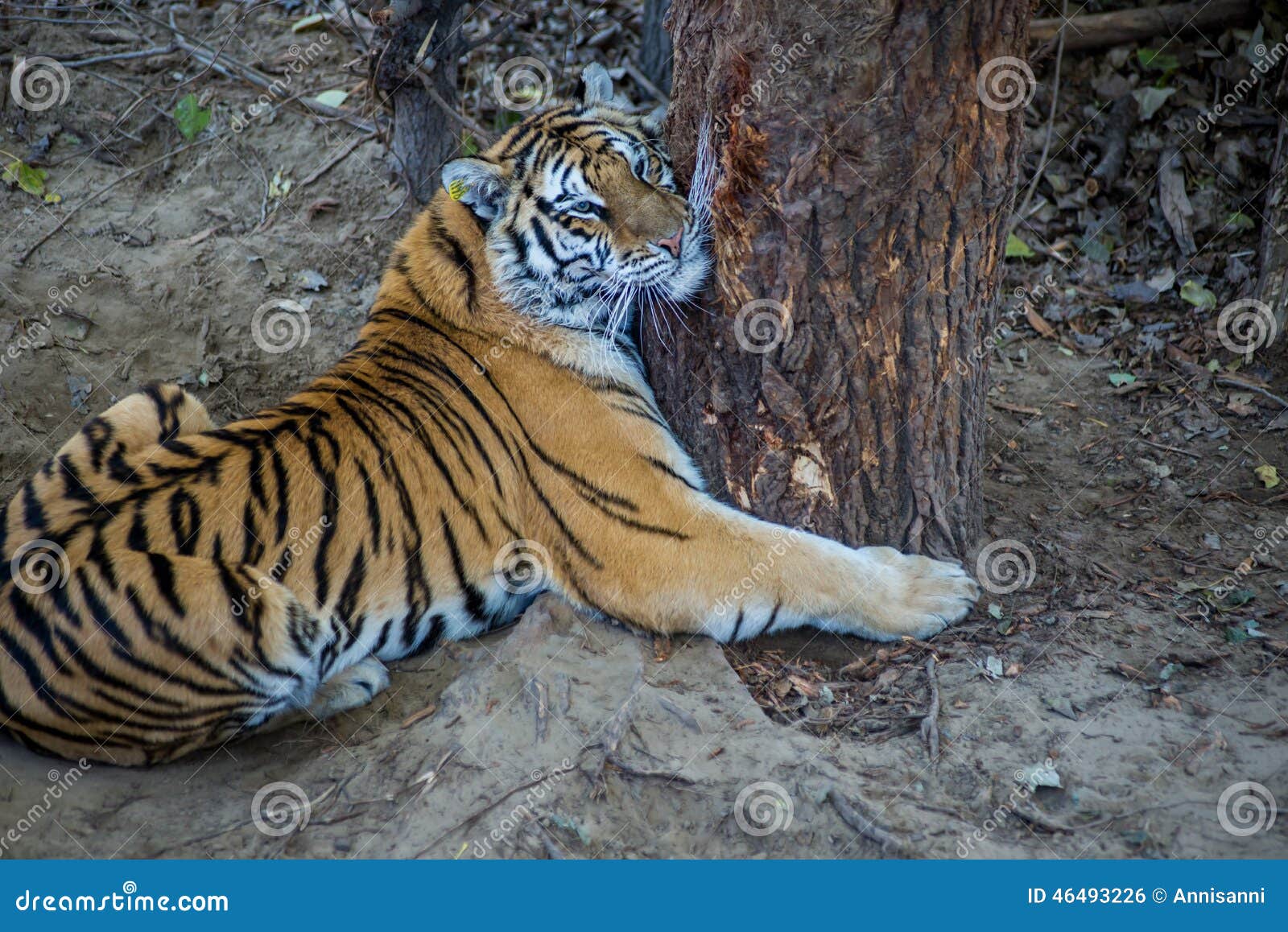 Tiger is hugging a tree stock photo. Image of harbin - 46493226
