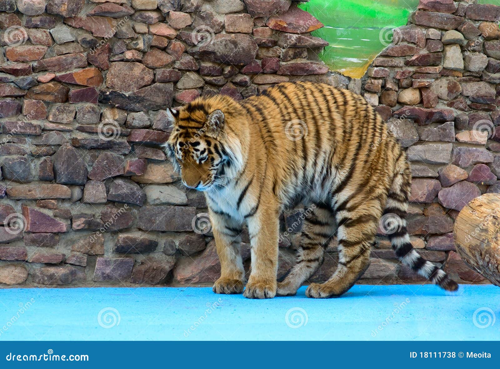 Tiger Humps Photos - Free & Royalty-Free Stock Photos from Dreamstime