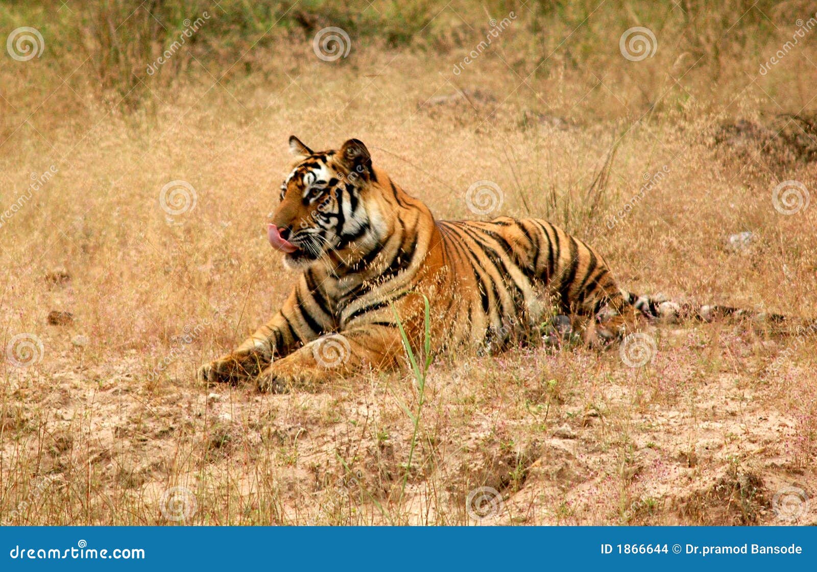 Tiger (hungry) stock photo. Image of royal, hunger, leaking - 1866644