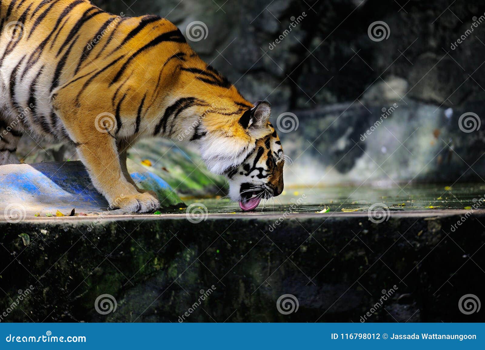 Tiger Hungry Drinking Water Stock Photo - Image of white, wild: 116798012