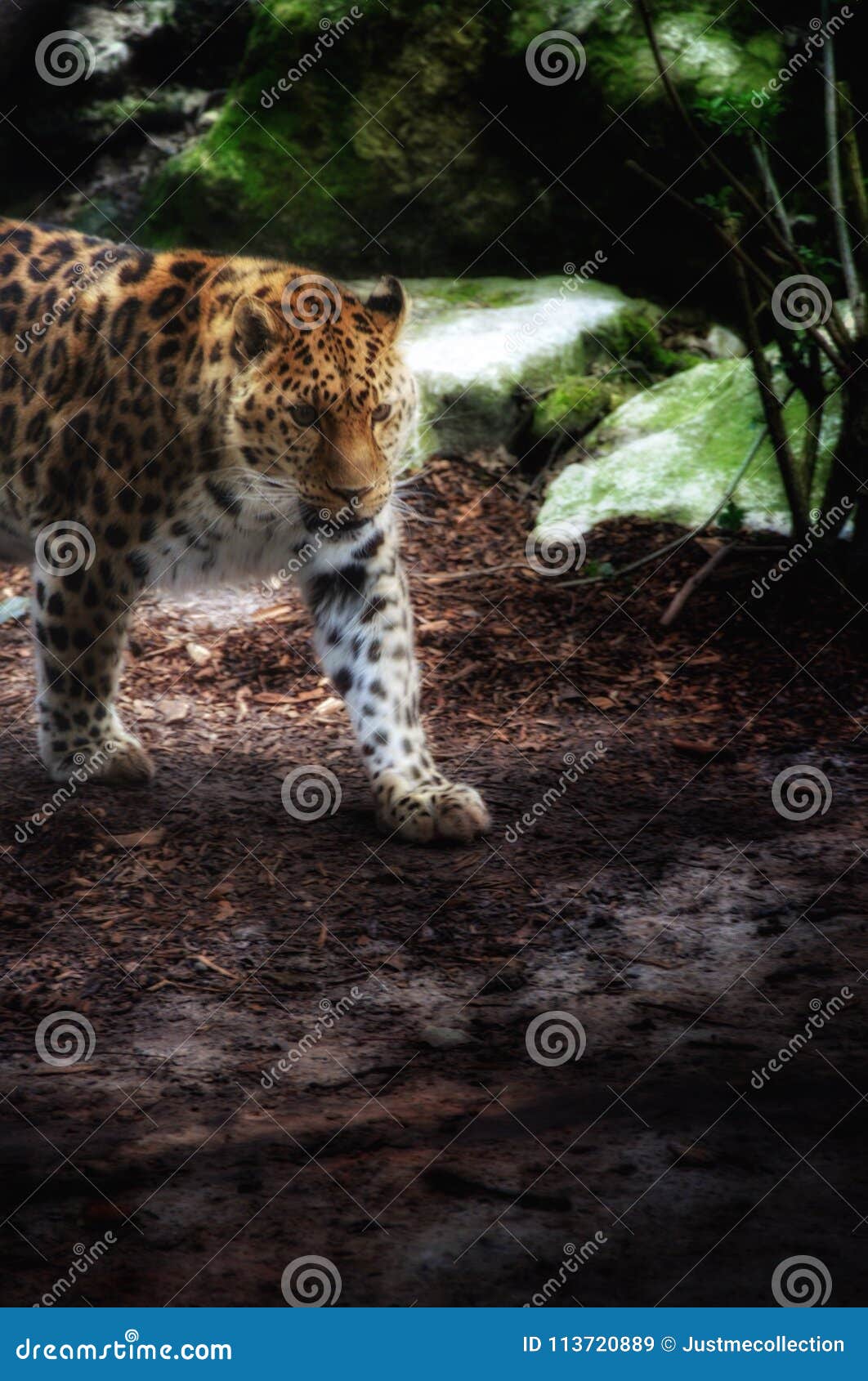 Tiger stock image. Image of amimal, hungry, wildlife - 113720889