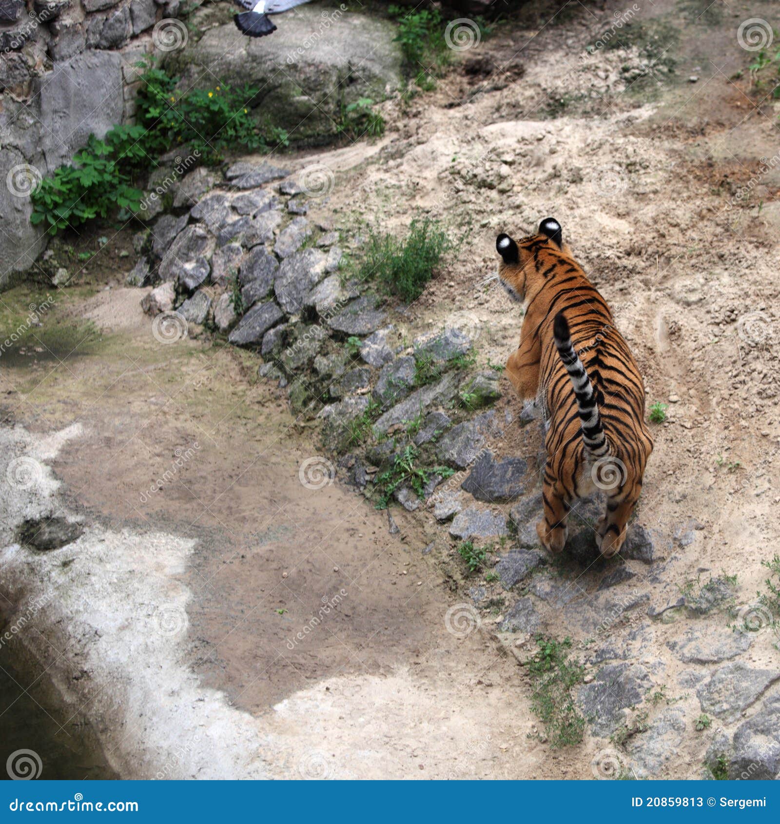 Tiger hunt stock image. Image of safari, creature, hunt - 20859813