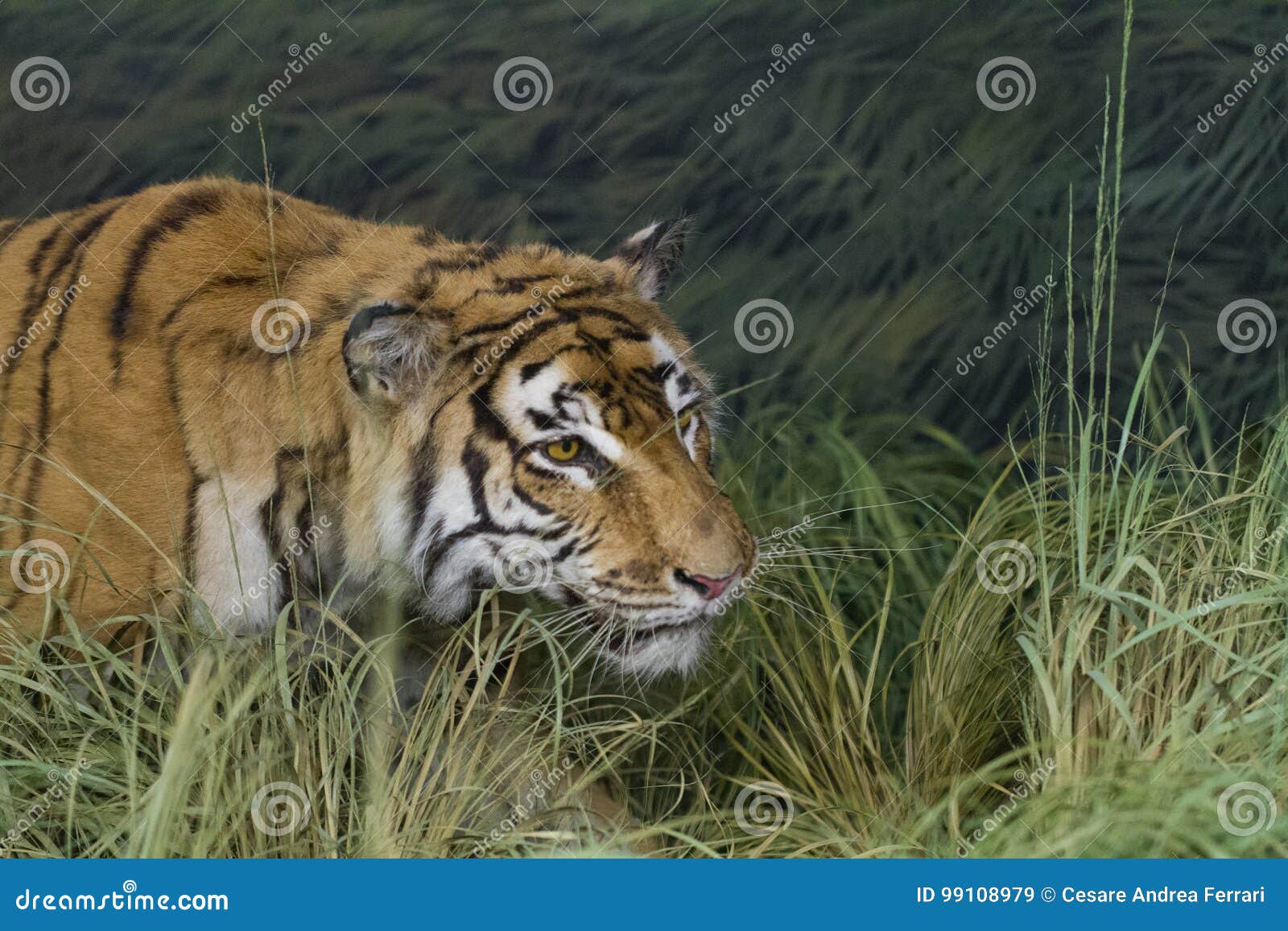 Tiger hunting stock image. Image of predator, hunting - 99108979