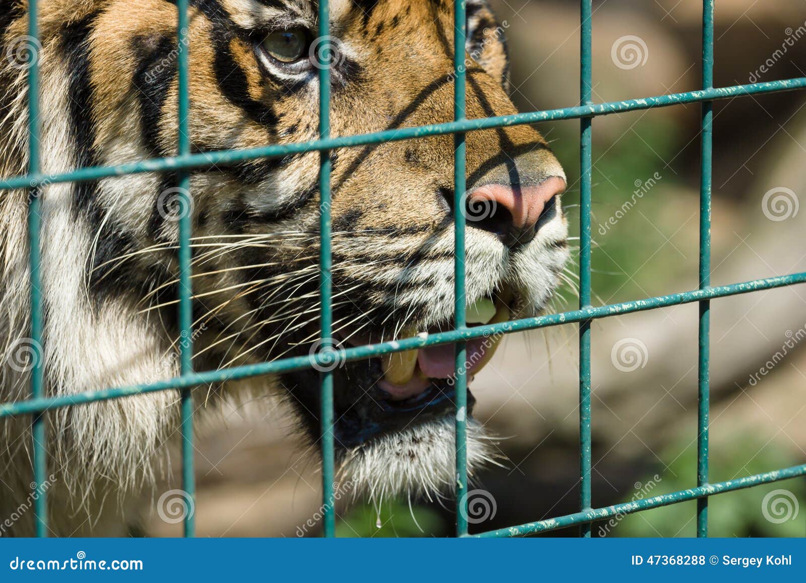 Tiger i en bur arkivfoto. Bild av reserv, staket, bilaga - 47368288