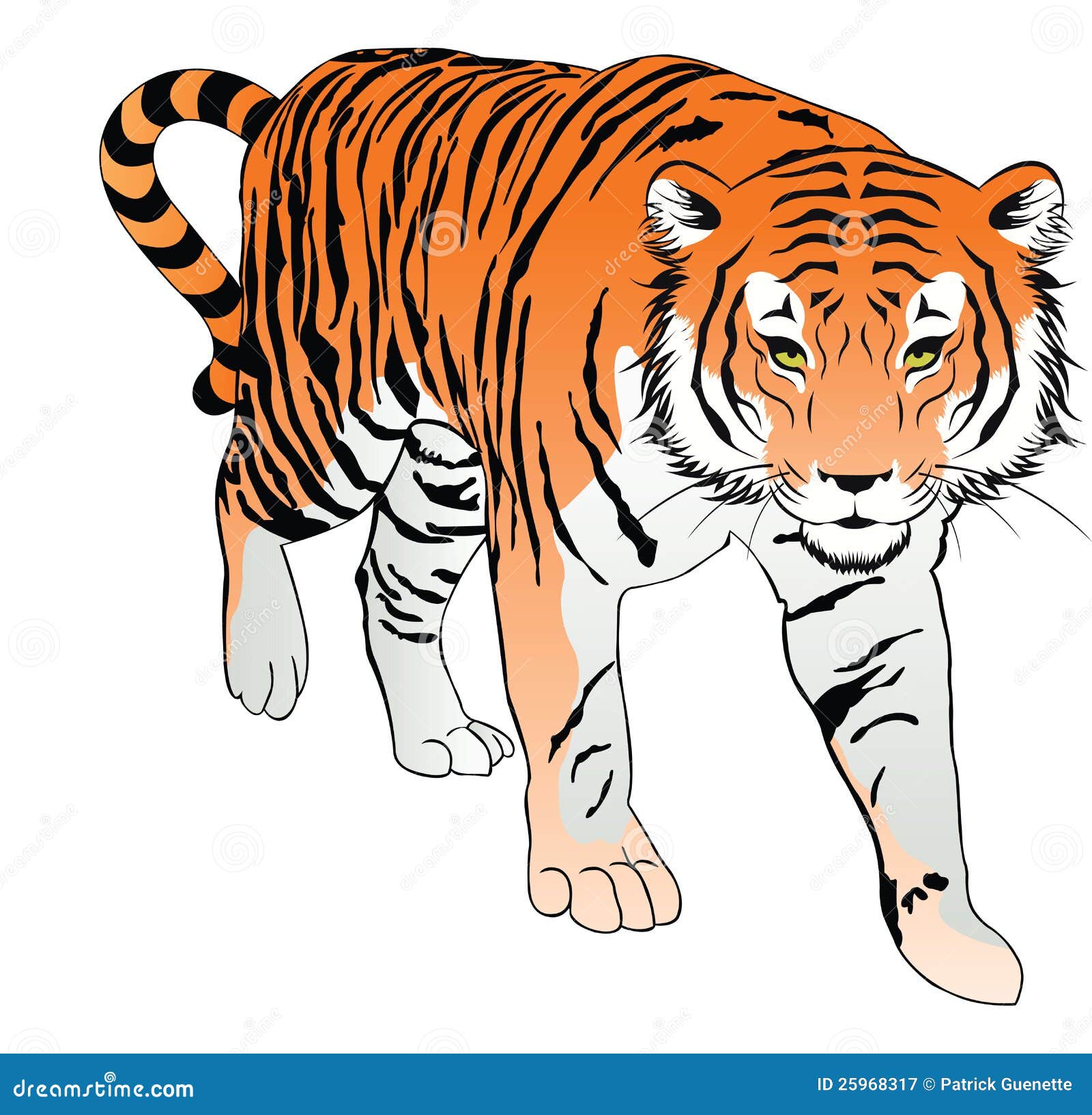 Tiger, illustration stock vector. Illustration of carnivora - 25968317